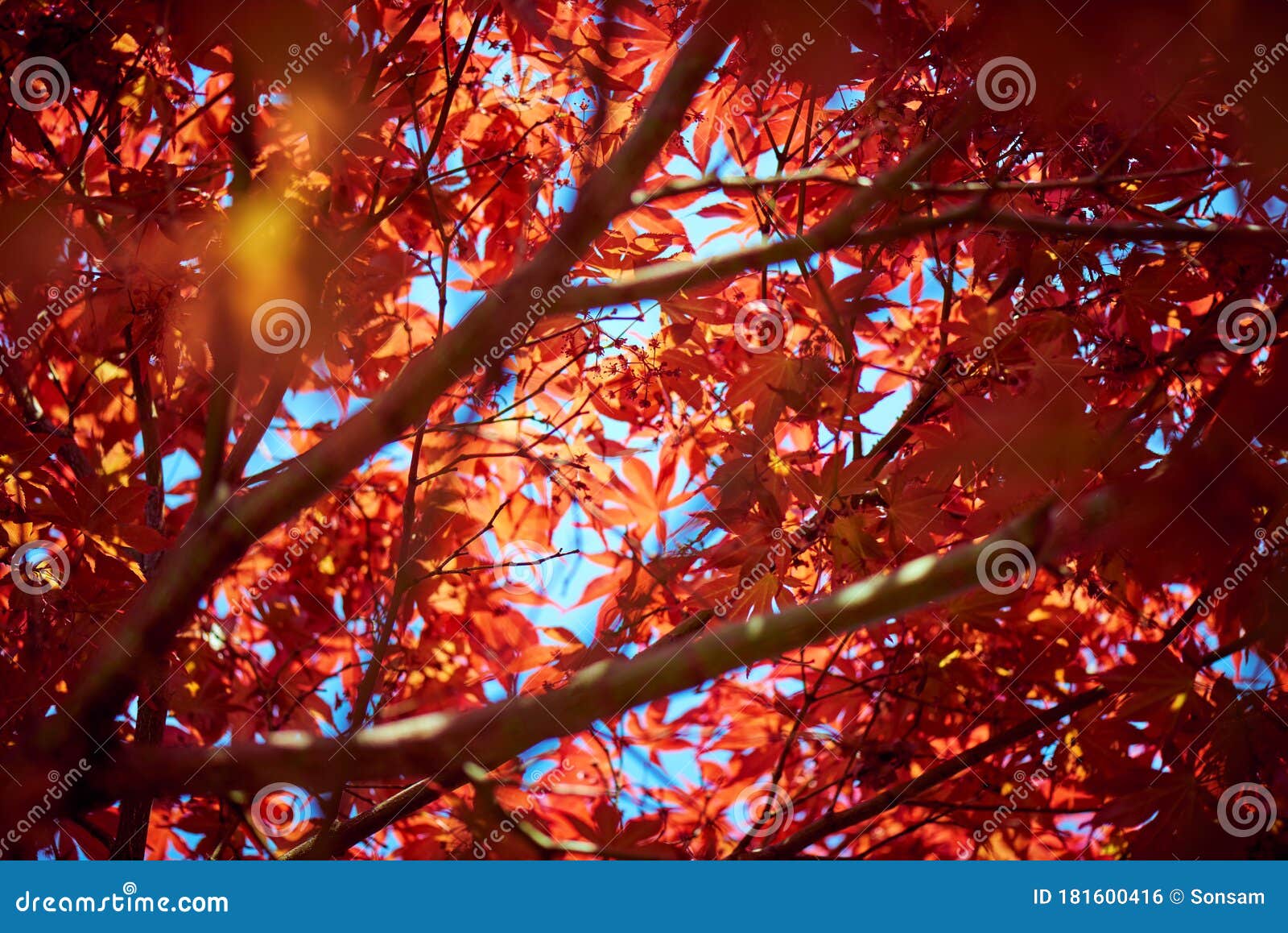 Red Japanese Leaves Background Stock Photo - Image of summer, japanese ...