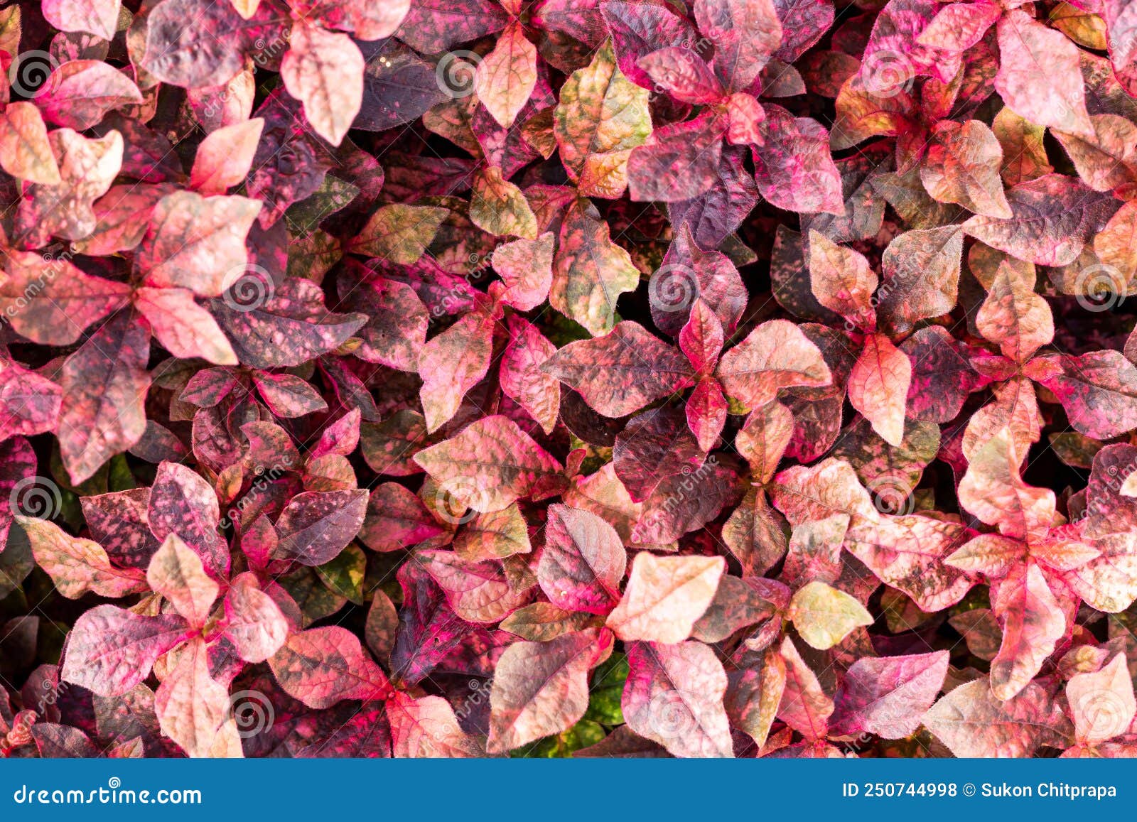 Red leaves for background stock photo. Image of colorful - 250744998