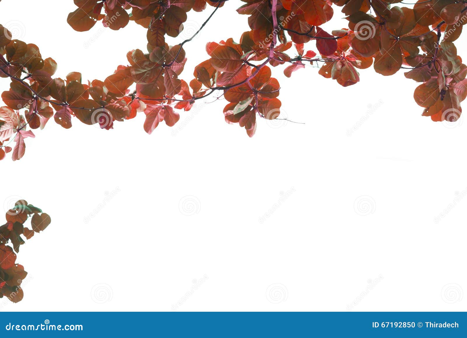 Red Leaves of the Bel Tree in Summer Stock Photo - Image of white, tree ...