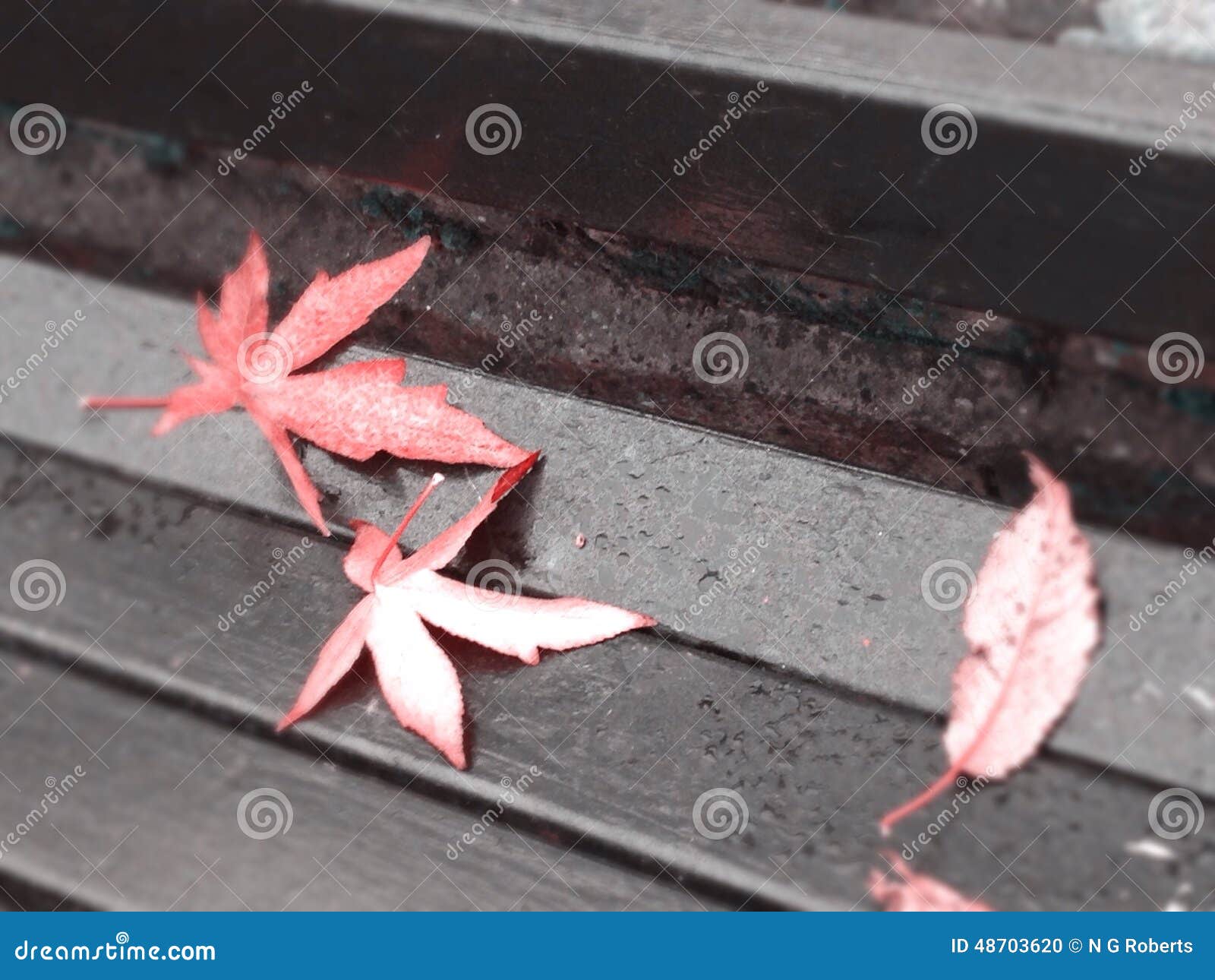 Red Leaves on a Bench in Autumn Stock Photo - Image of autumn, beauty ...