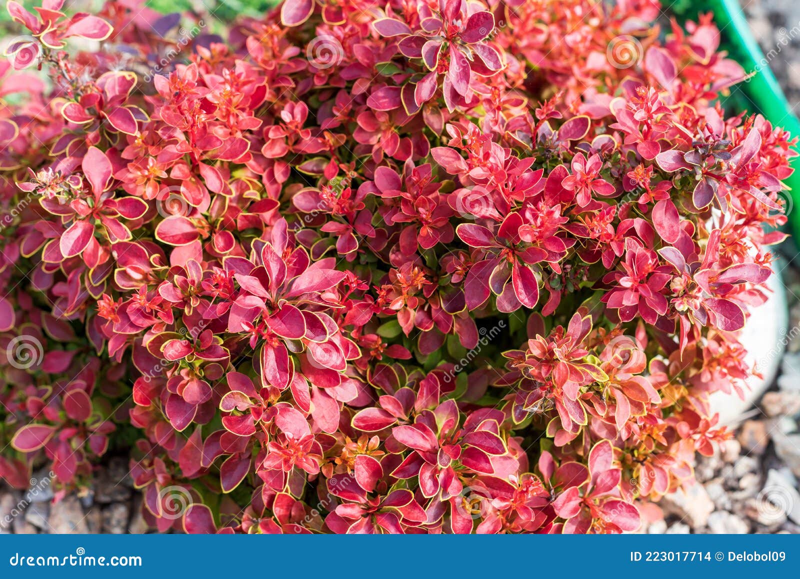 Red Leaves Of Berberis Thunbergii Or Japanese Barberry Stock Photo ...