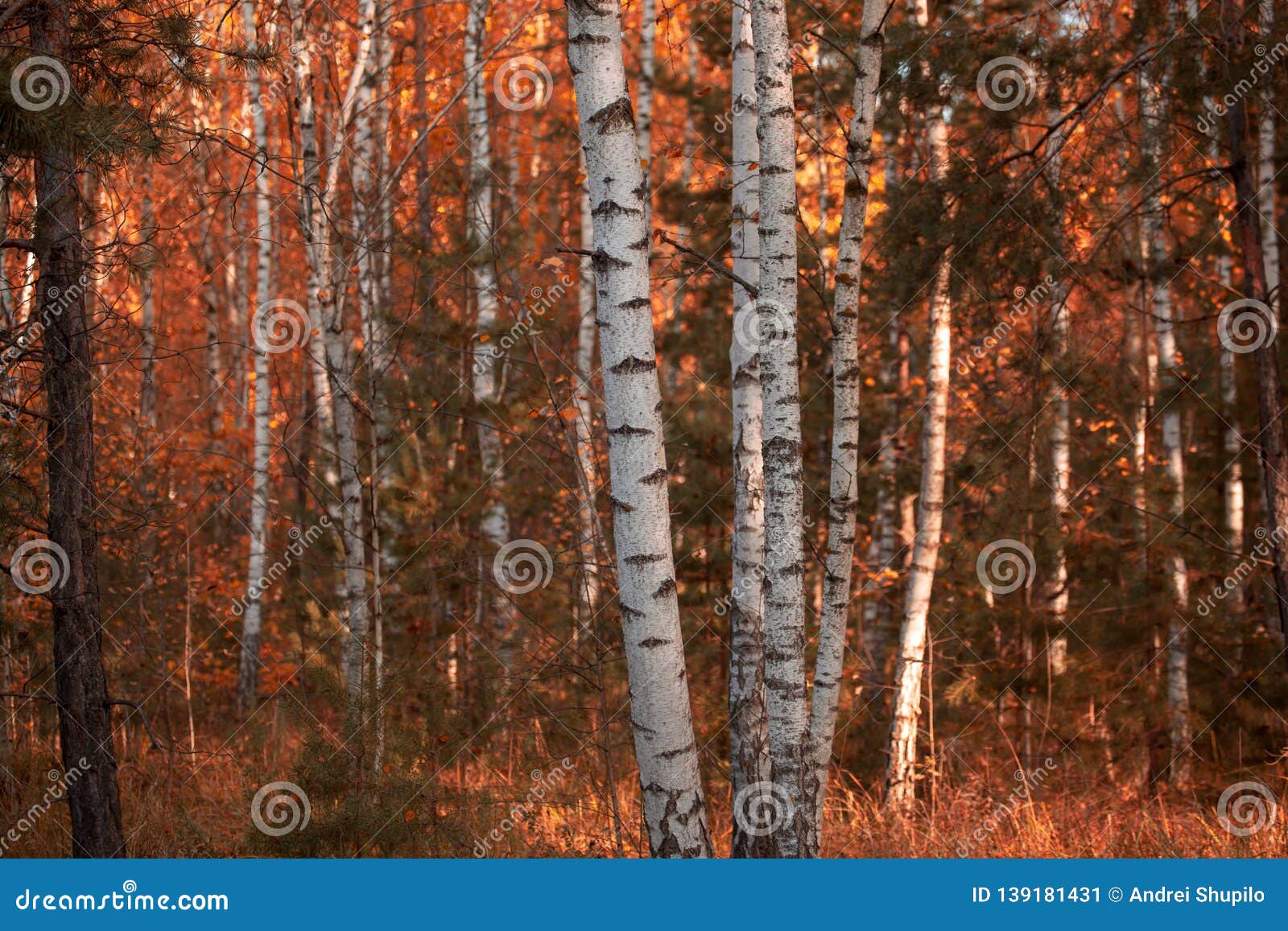 Red Leaves on Birch Trees in Autumn Stock Image - Image of grove ...