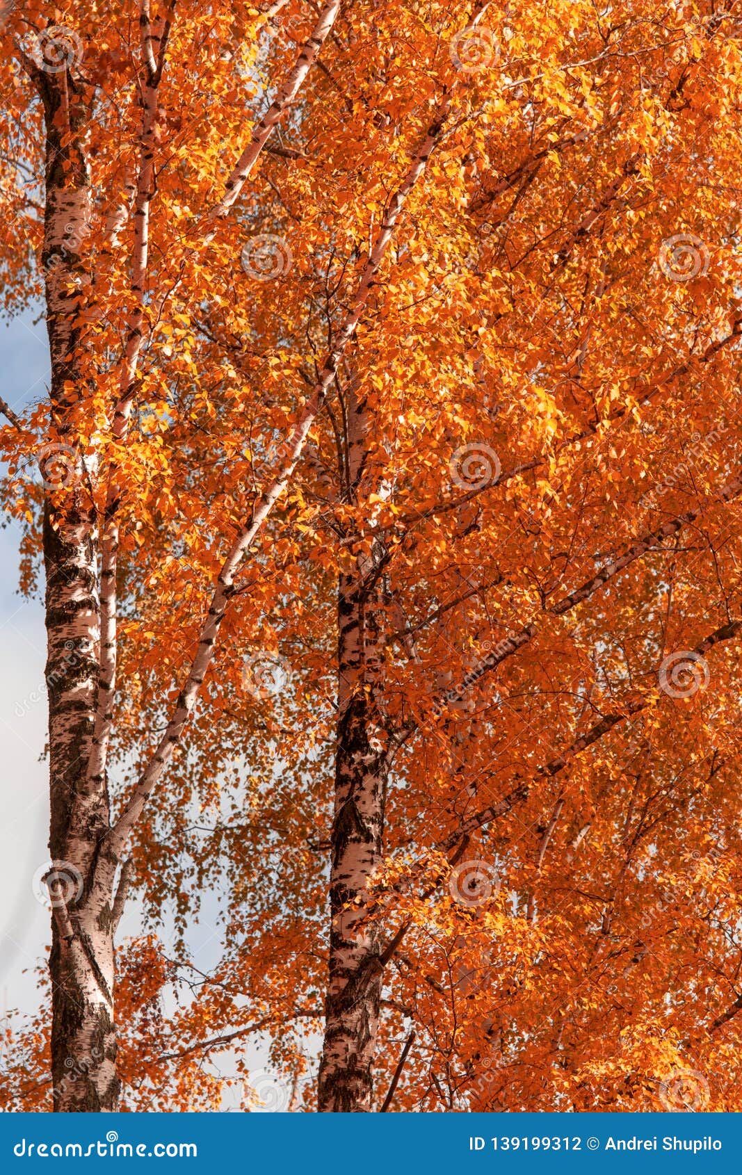 Red Leaves on Birch Trees in Autumn Stock Photo - Image of beautiful ...
