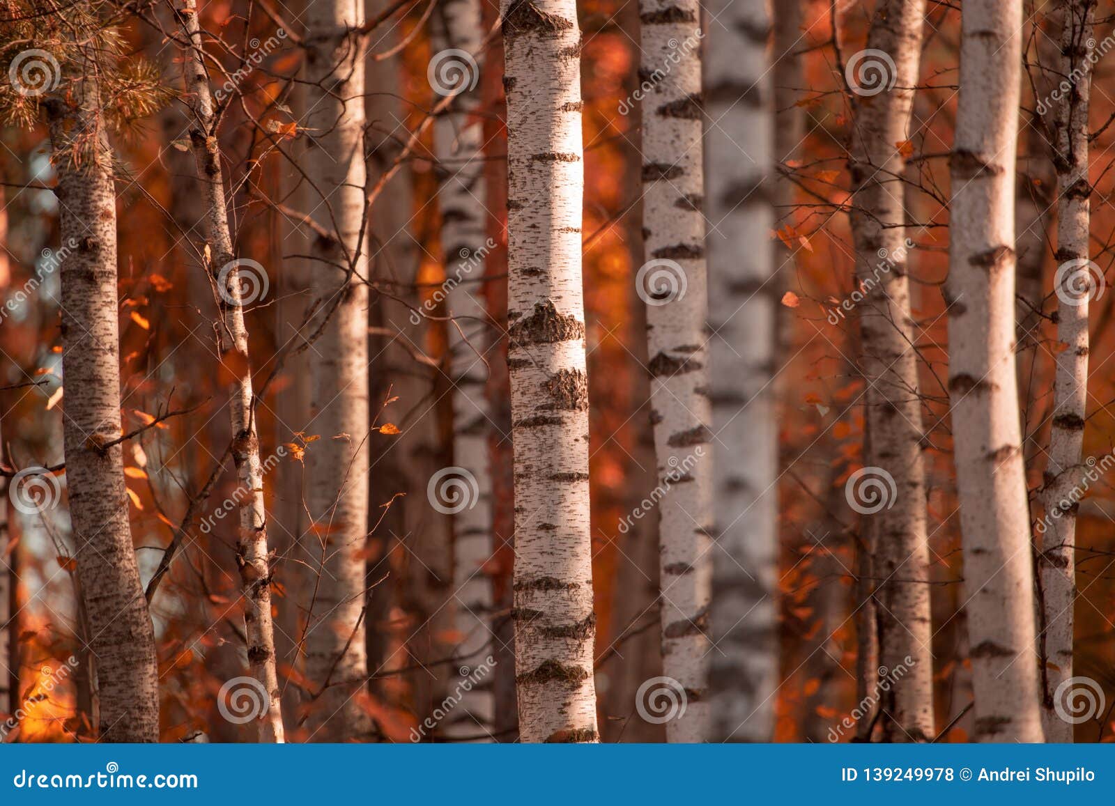 Red Leaves on Birch Trees in Autumn Stock Photo - Image of leaf, branch ...