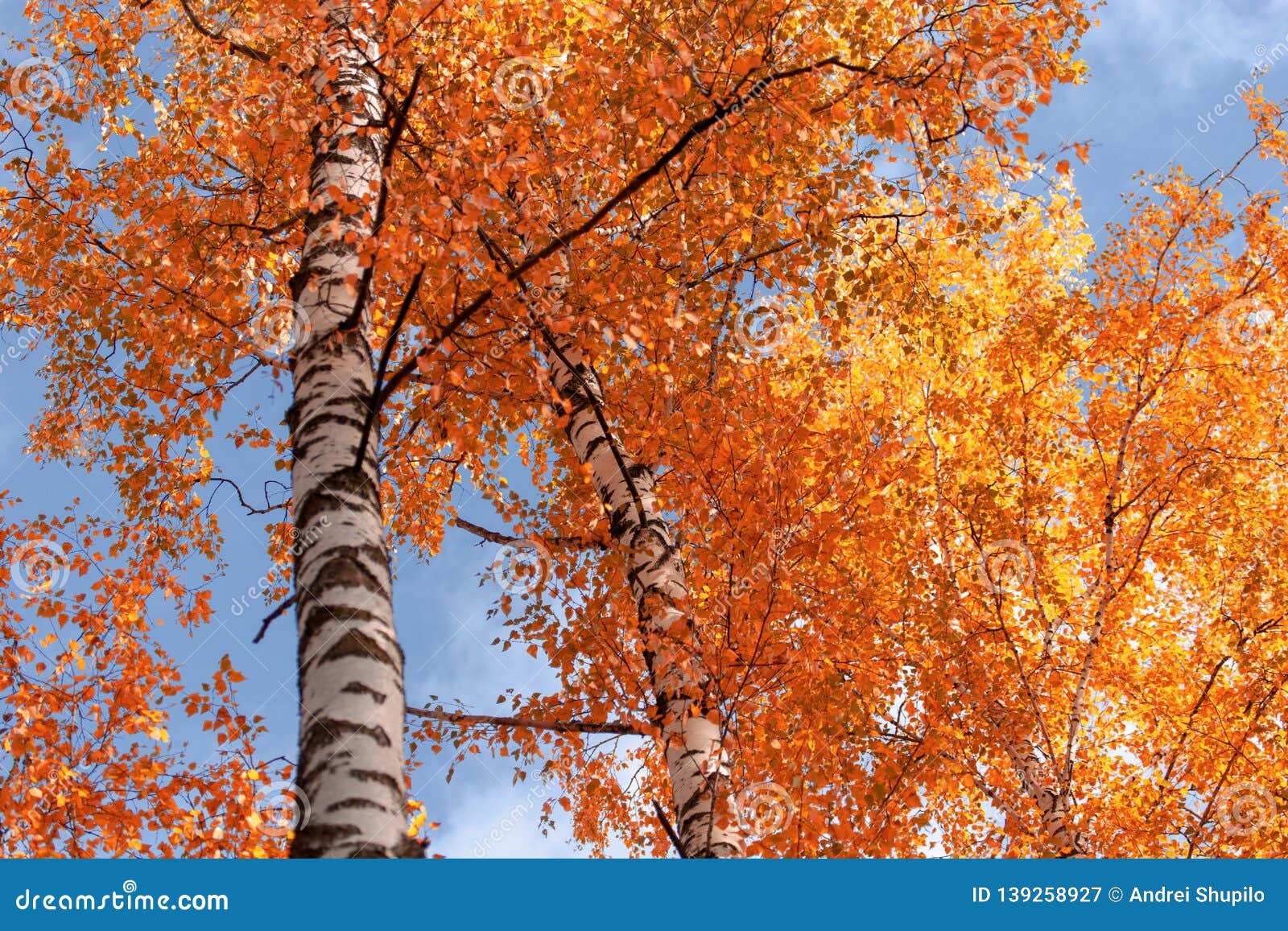 Red Leaves on Birch Trees in Autumn Stock Image - Image of park ...