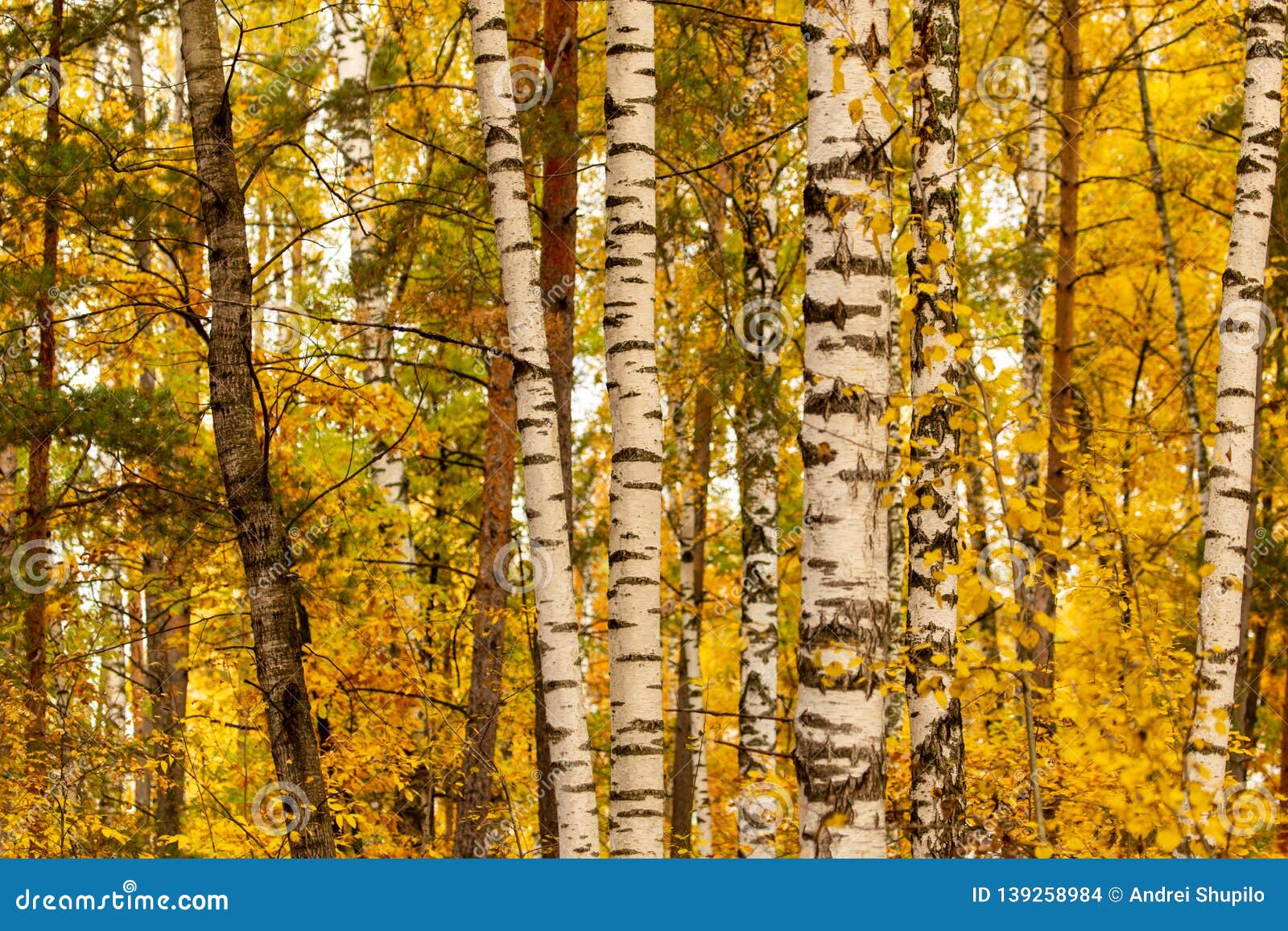 Red Leaves on Birch Trees in Autumn Stock Photo - Image of natural ...