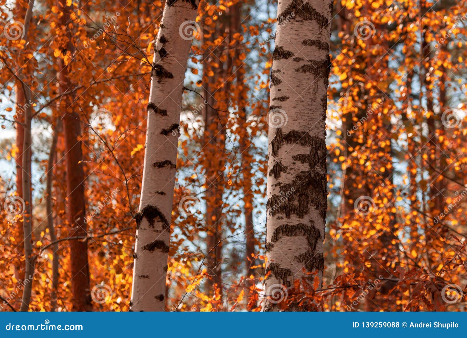 Red Leaves on Birch Trees in Autumn Stock Photo - Image of yellow ...