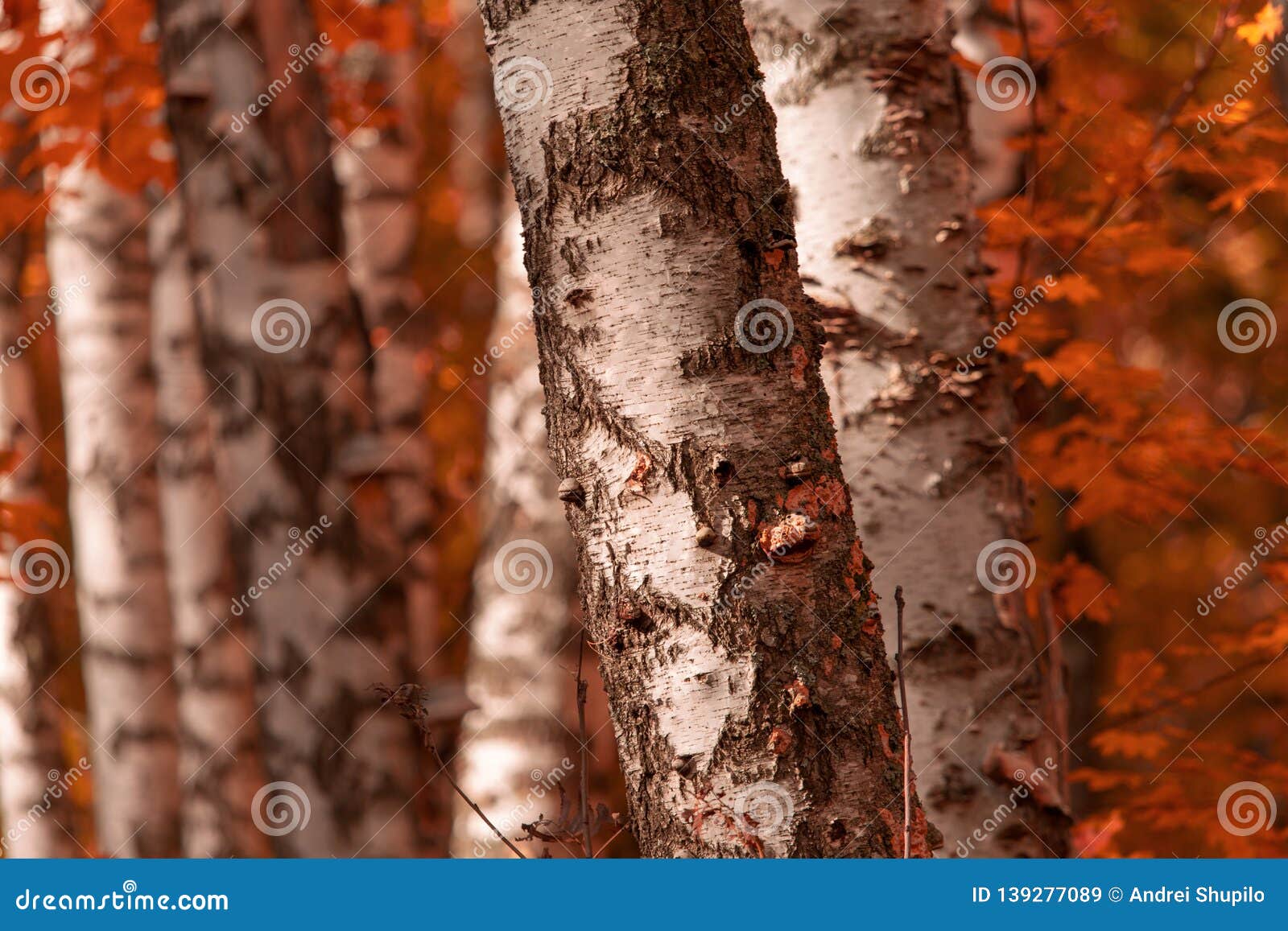 Red Leaves on Birch Trees in Autumn Stock Image - Image of scenery ...