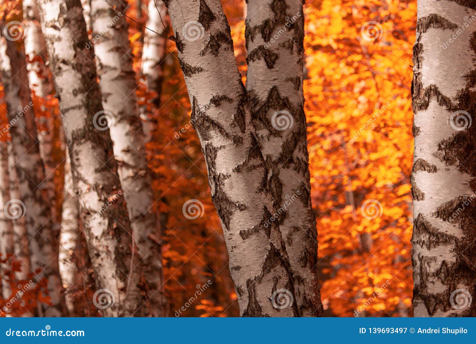 Red Leaves on Birch Trees in Autumn Stock Image - Image of beautiful ...