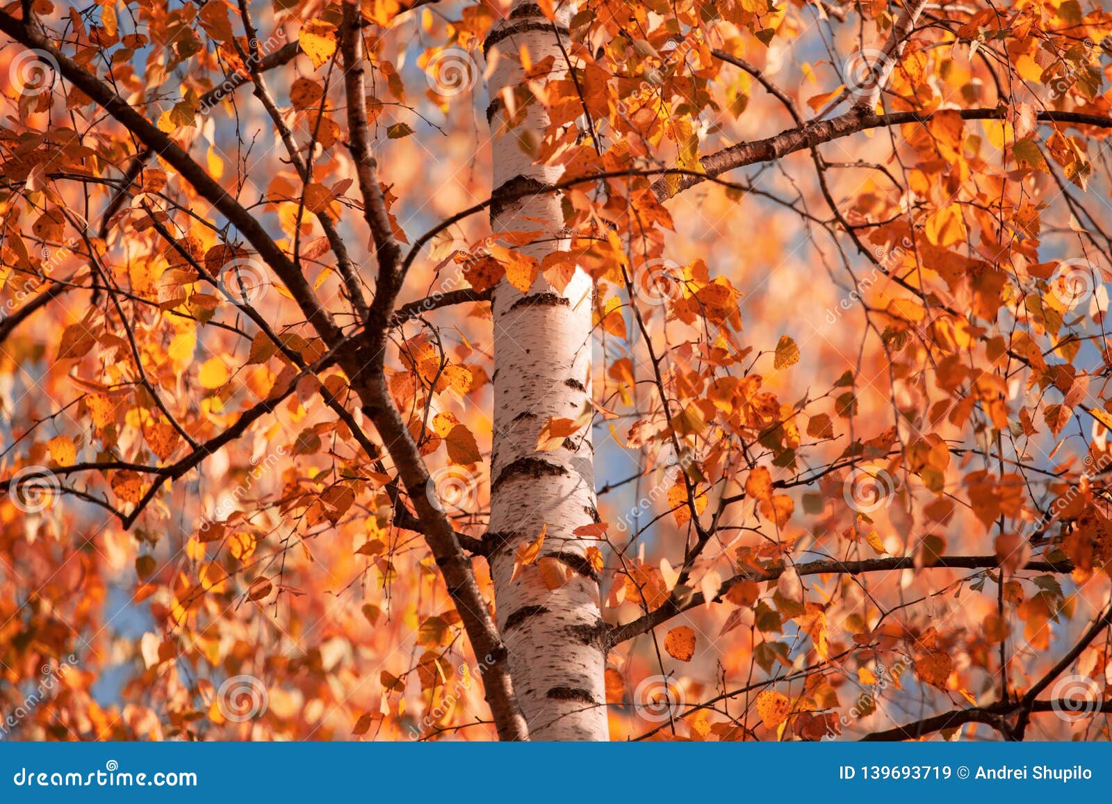 Red Leaves on Birch Trees in Autumn Stock Image - Image of foliage ...