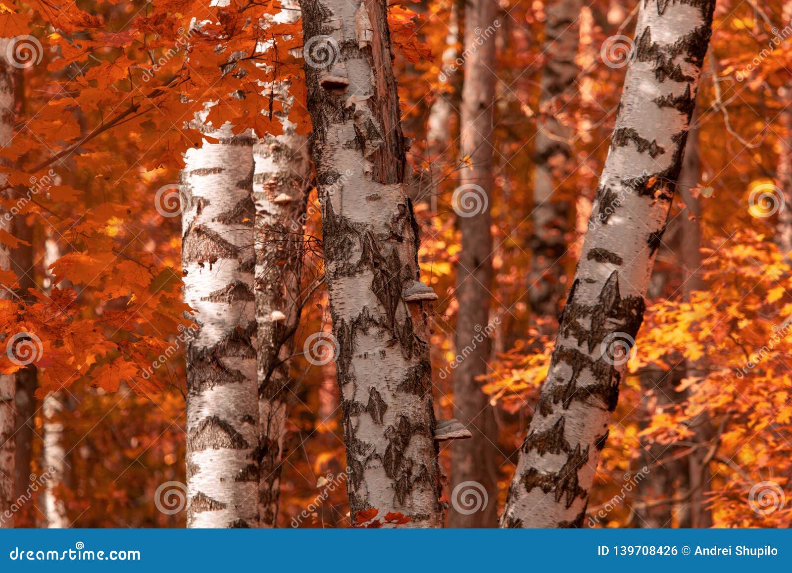 Red Leaves on Birch Trees in Autumn Stock Photo - Image of texture ...