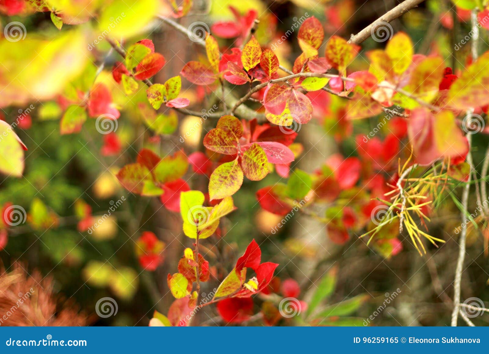 Red Leaves on the Branch of a Bush, Autumn in Forest, Stock Image ...