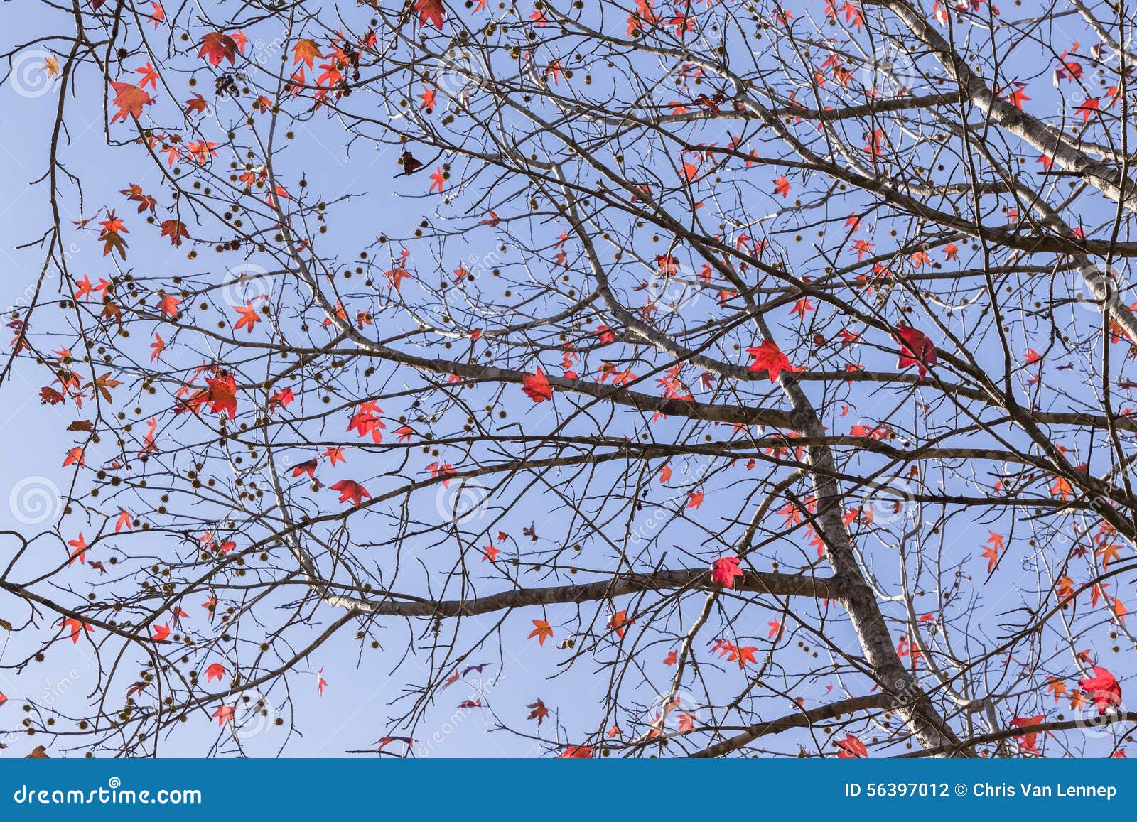 Red Leaves Branches Tree Autumn Stock Photo - Image of autumn, detail ...