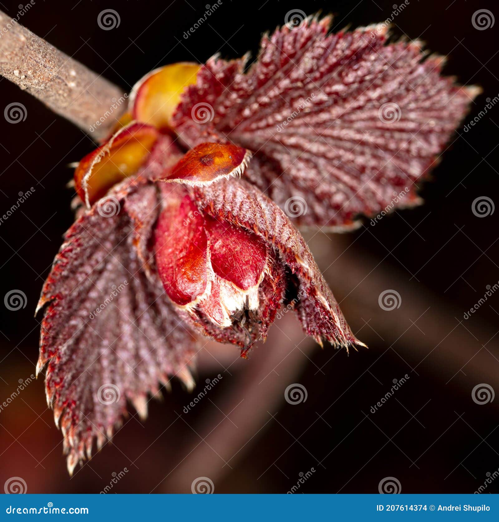 Red Leaves from a Bud on a Branch of a Hazelnut Tree in Spring Stock ...