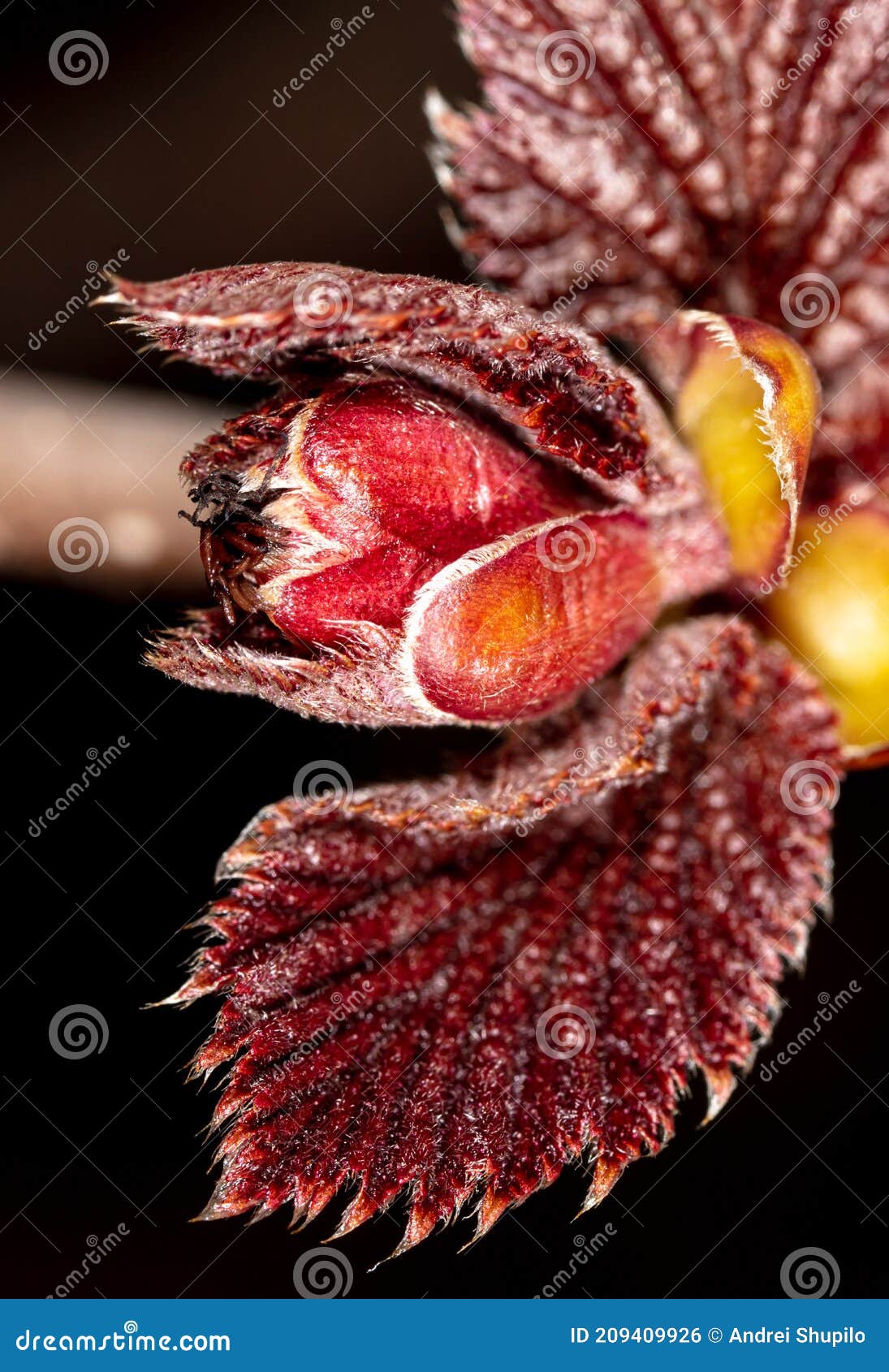 Red Leaves from a Bud on a Branch of a Hazelnut Tree in Spring Stock ...