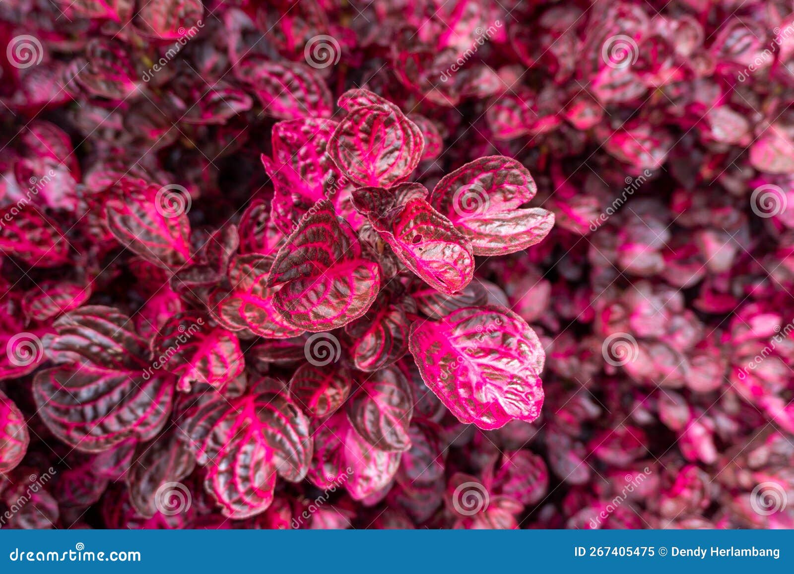 Red Leaves of a Bush in the Middle of Nature Stock Image - Image of ...