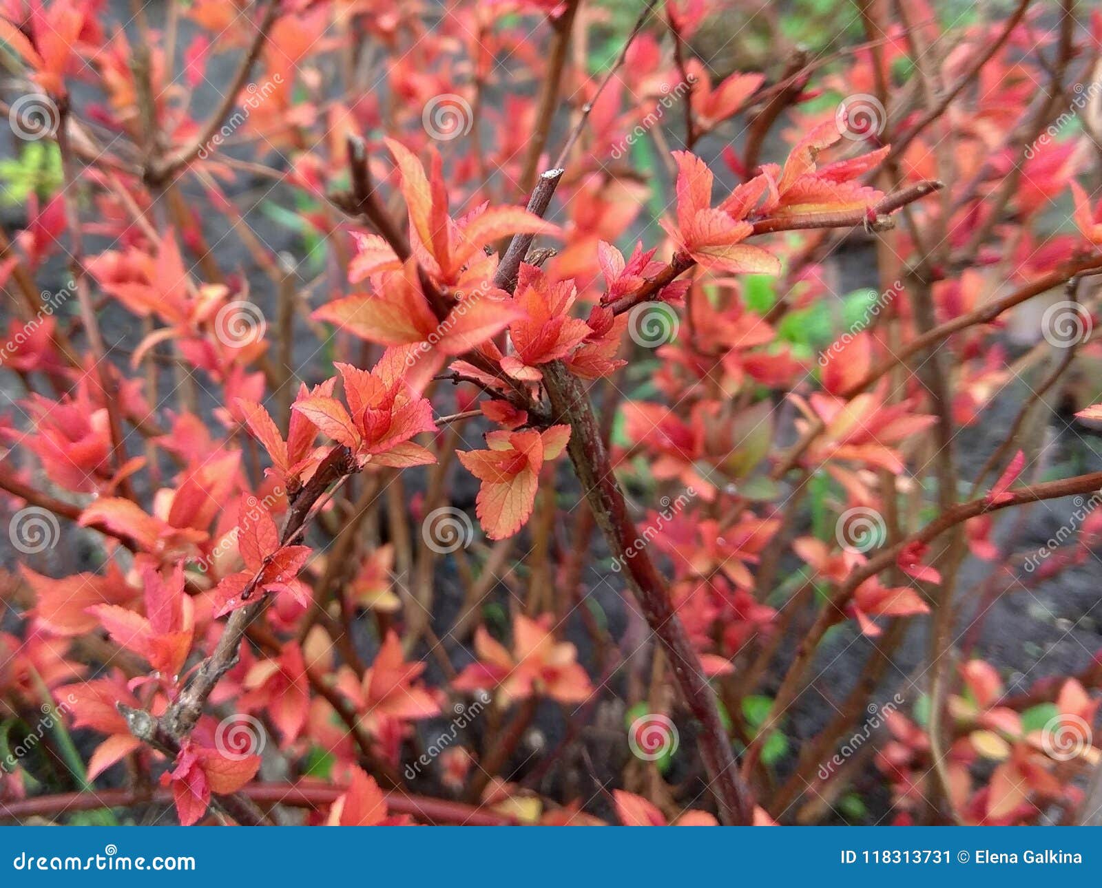 Red leaves bush photo stock image. Image of botany, decorative - 118313731