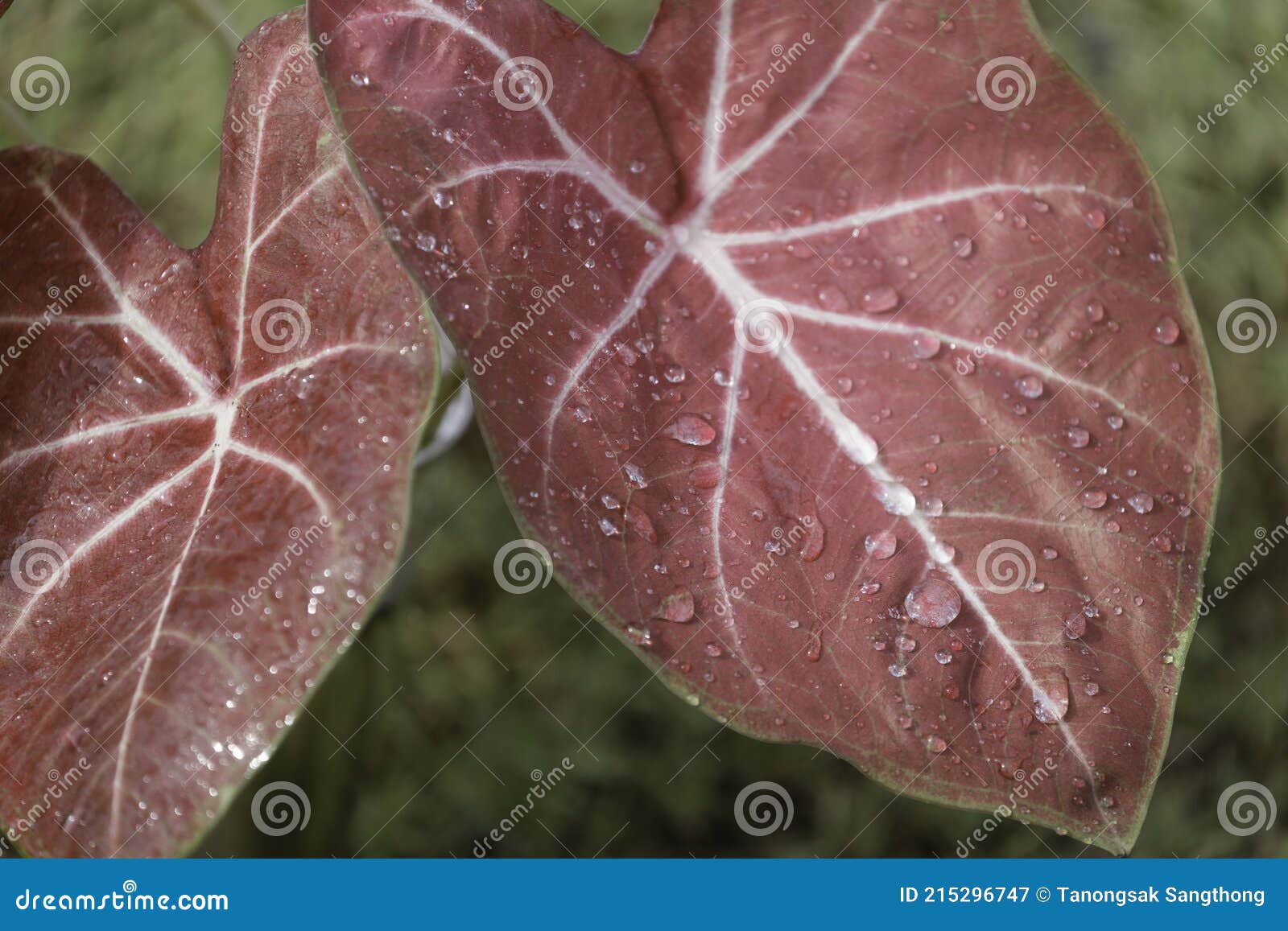 The Red Leaves of the Caladium with Water Droplets on the Morning Stock ...