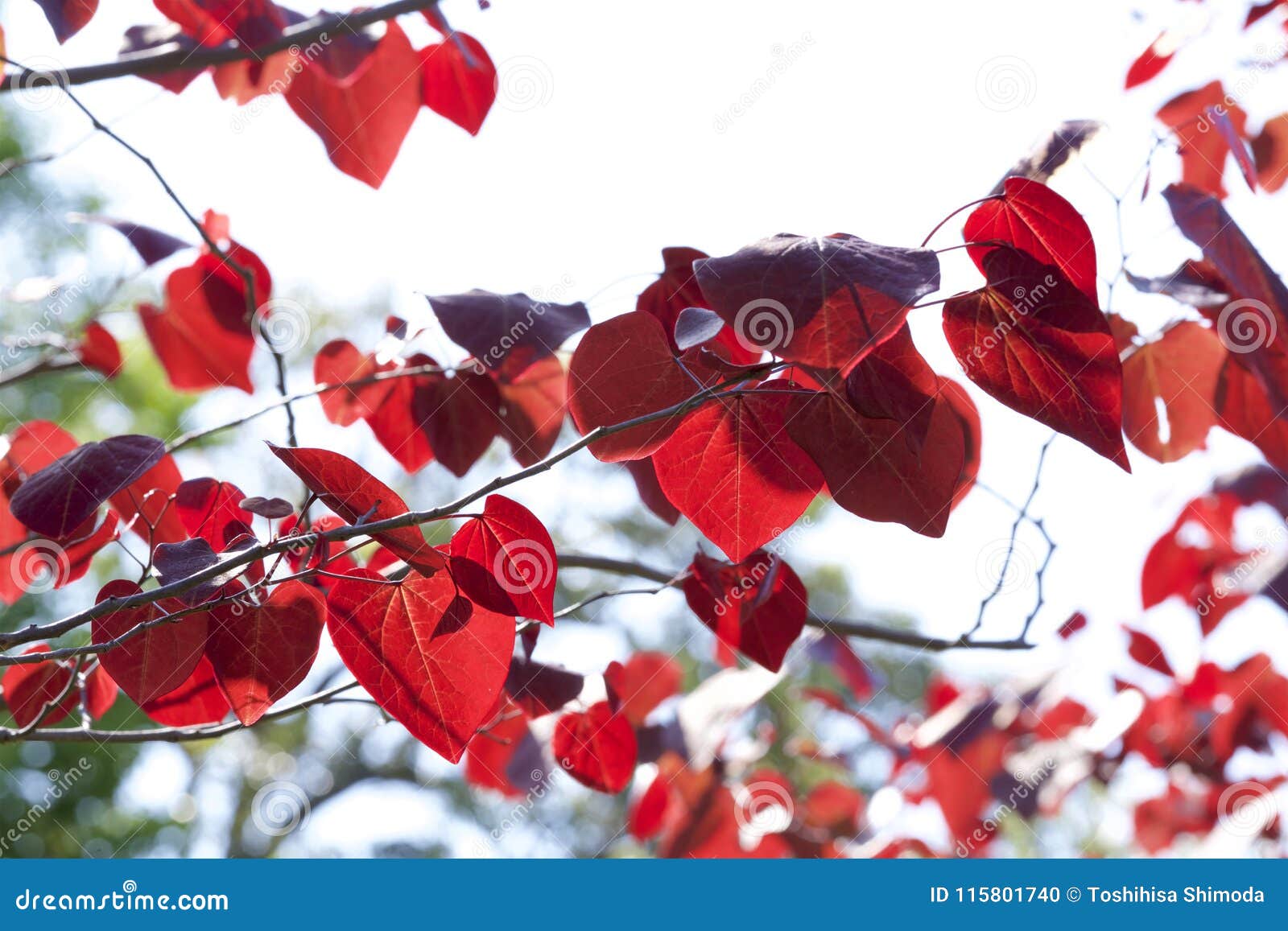 Red Leaves of Cercis Canadensis Stock Photo - Image of redbud, veins ...