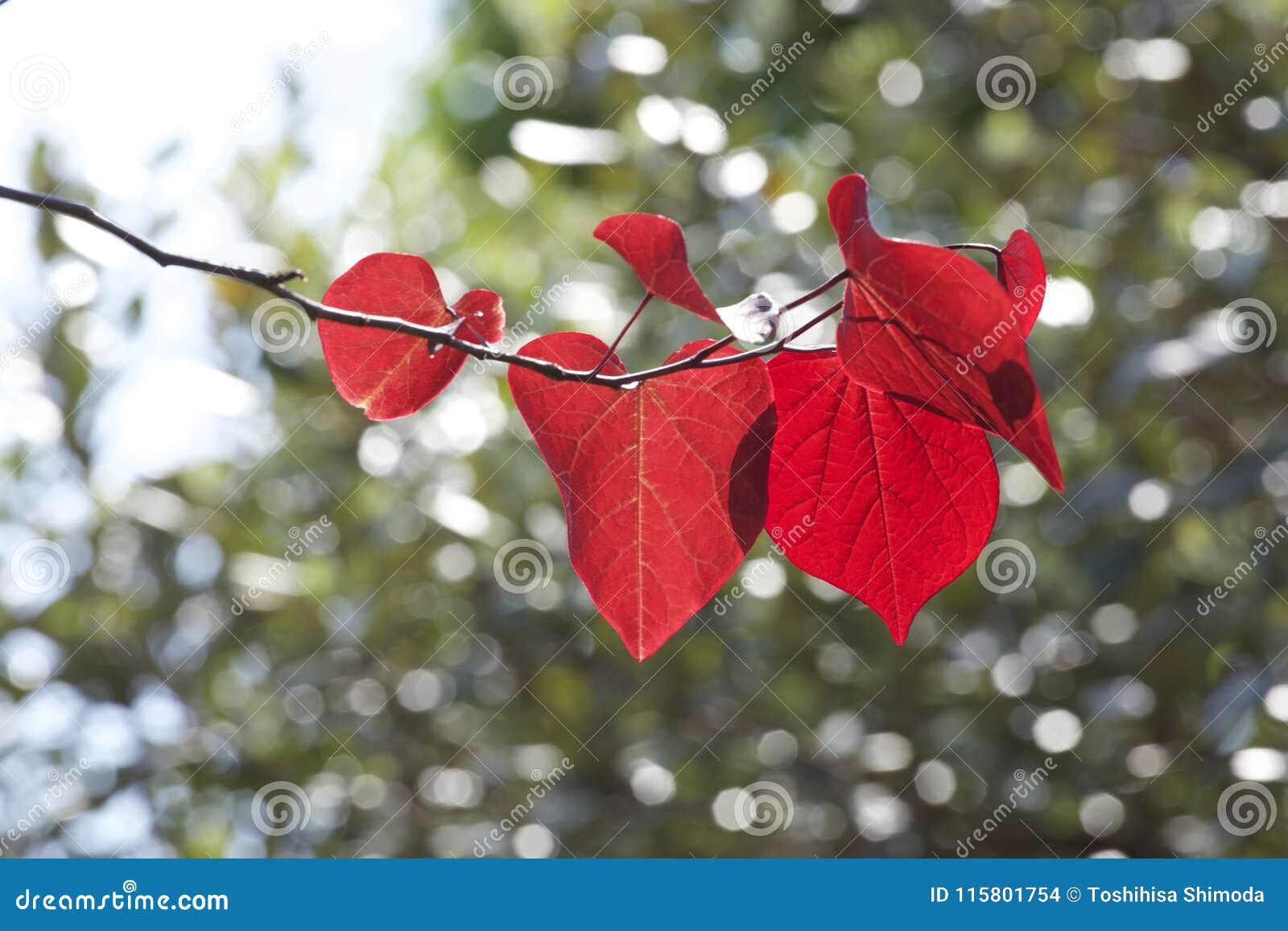 Red Leaves of Cercis Canadensis Stock Photo - Image of veins, leaves ...