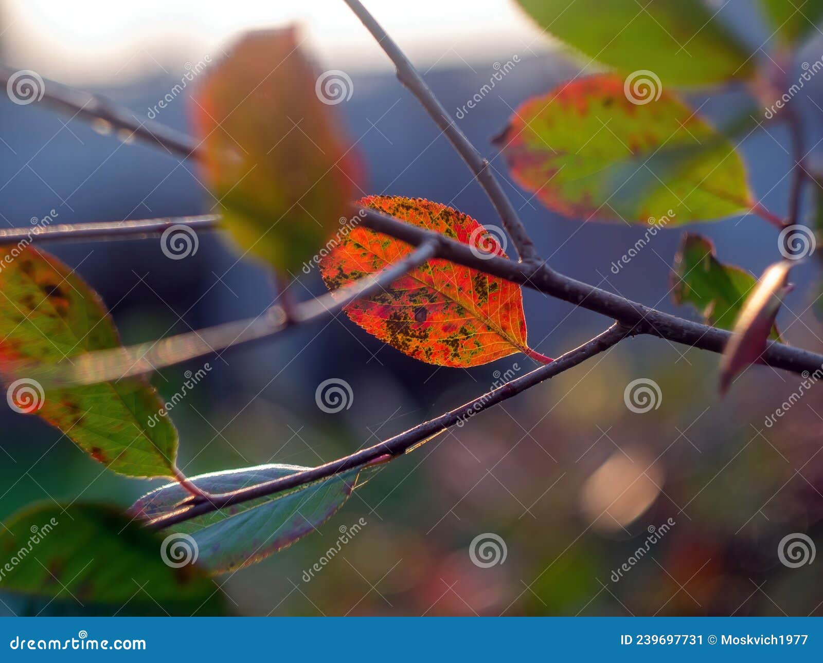 Red Leaves on a Chokeberry Tree Stock Image - Image of aronia, bush ...