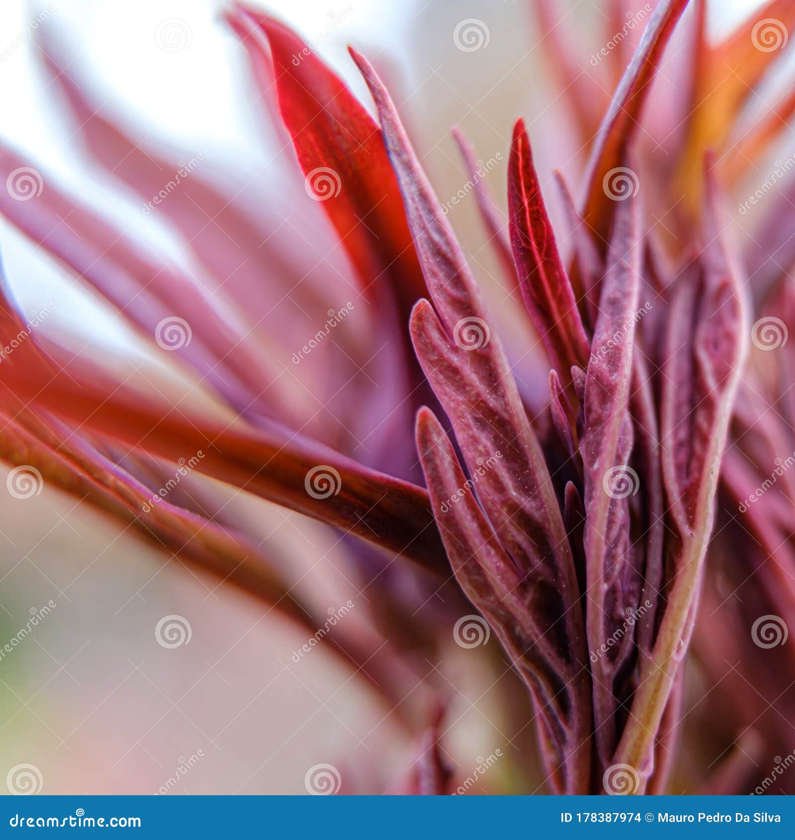 Red leaves close-up stock photo. Image of grass, growth - 178387974