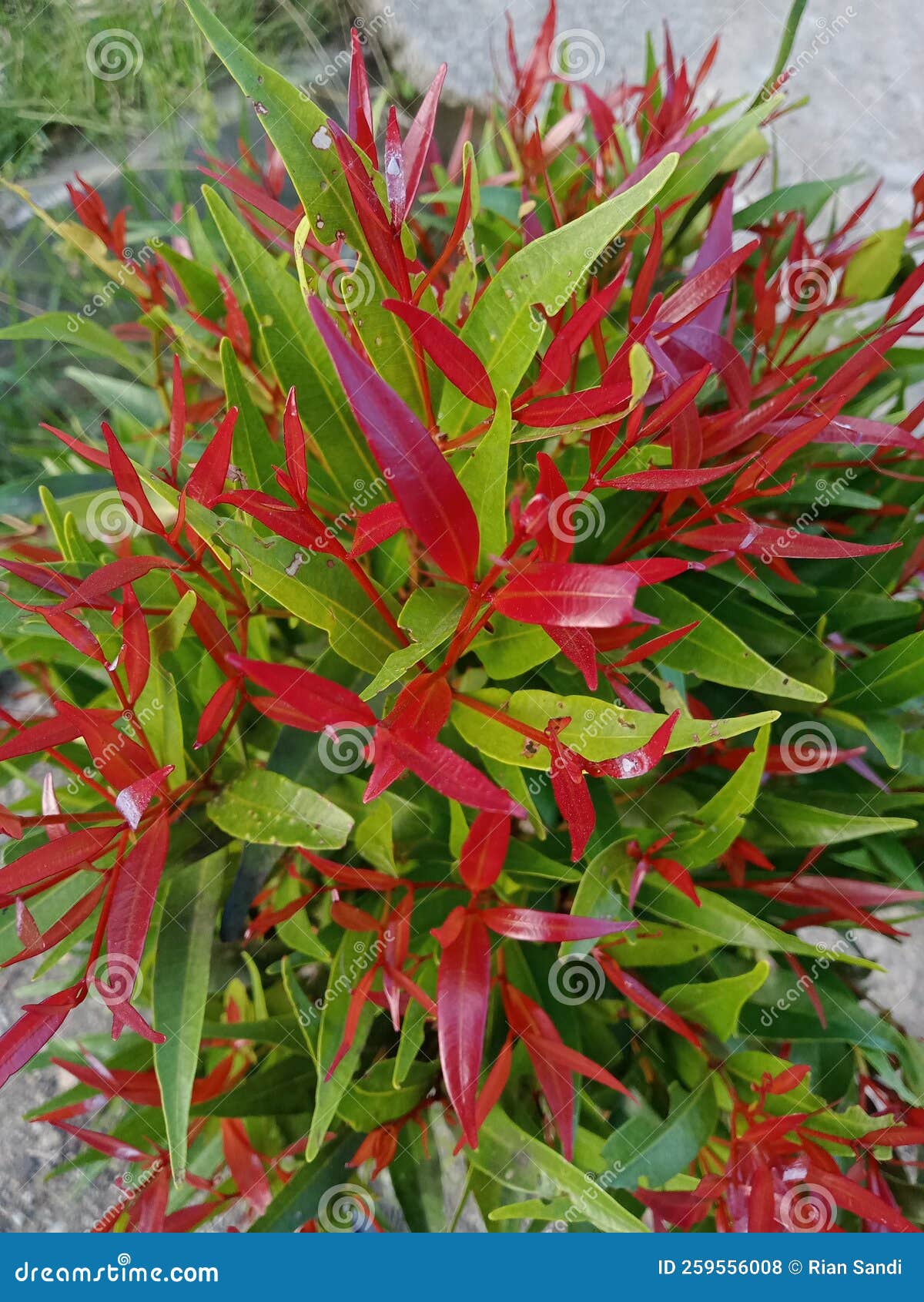 Red Leaves are a Common Garden Plant Stock Photo - Image of vegetable ...