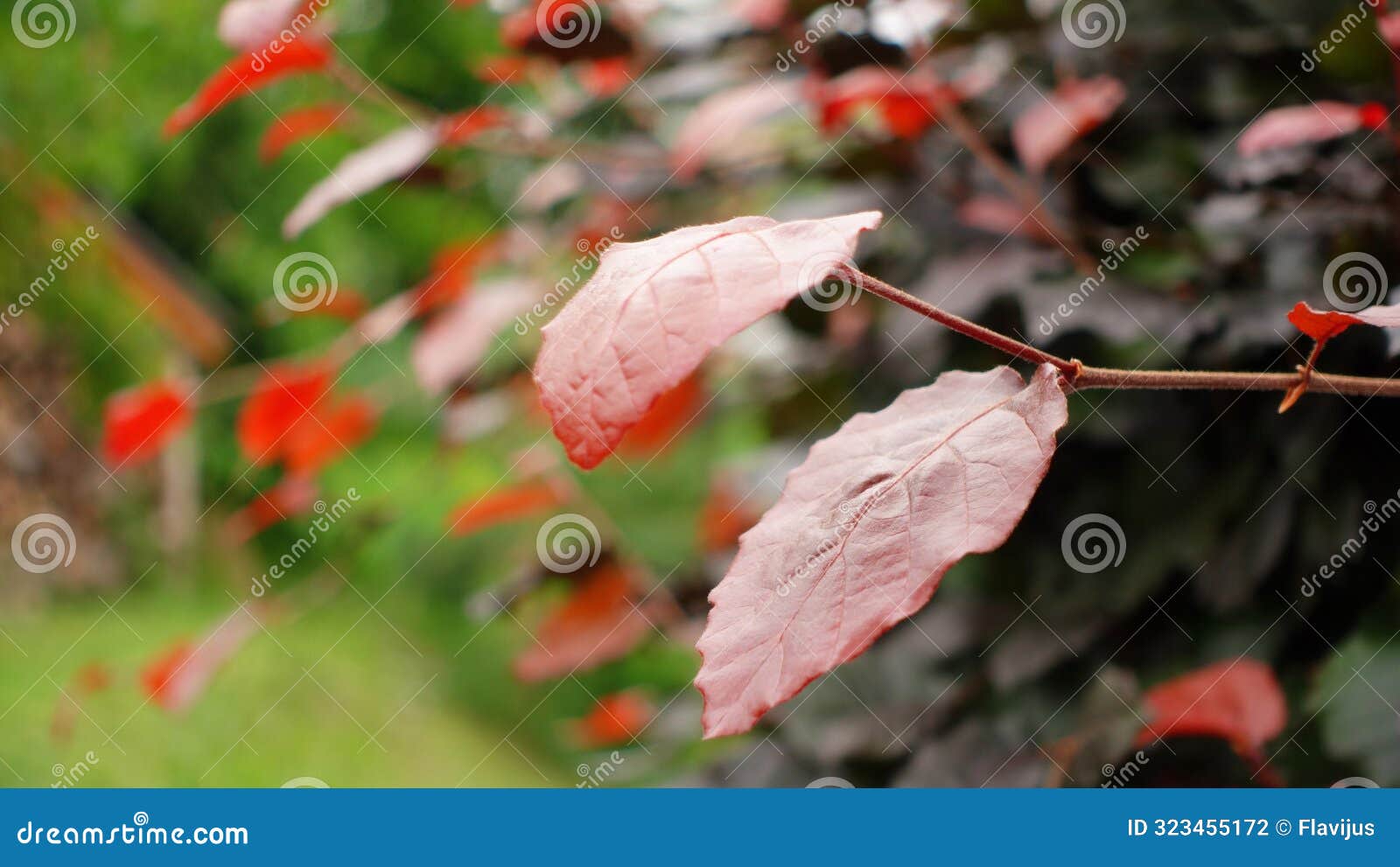 Red Leaves of a Red Copper Beech Tree Stock Photo - Image of foliage ...