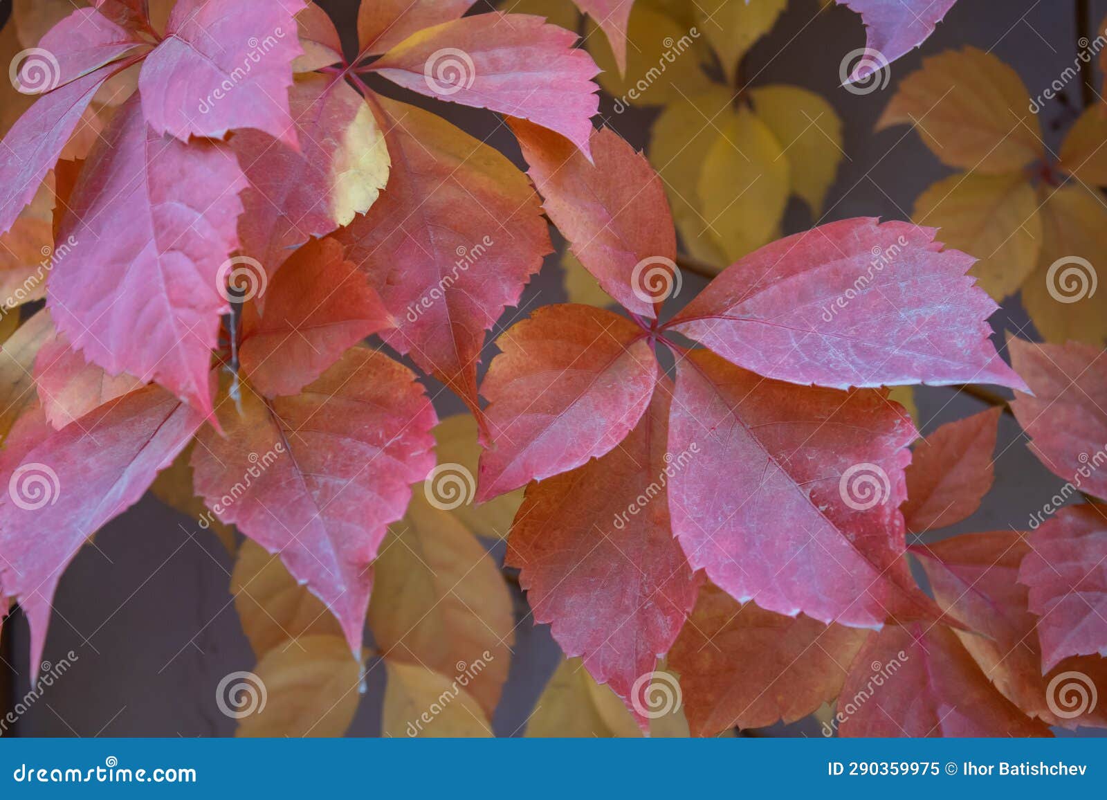 Red Leaves of Creeping Wild Maiden Grapes in Autumn. Stock Image ... Red Leaves of Creeping Wild Maiden Grapes in Autumn. Stock Image ...