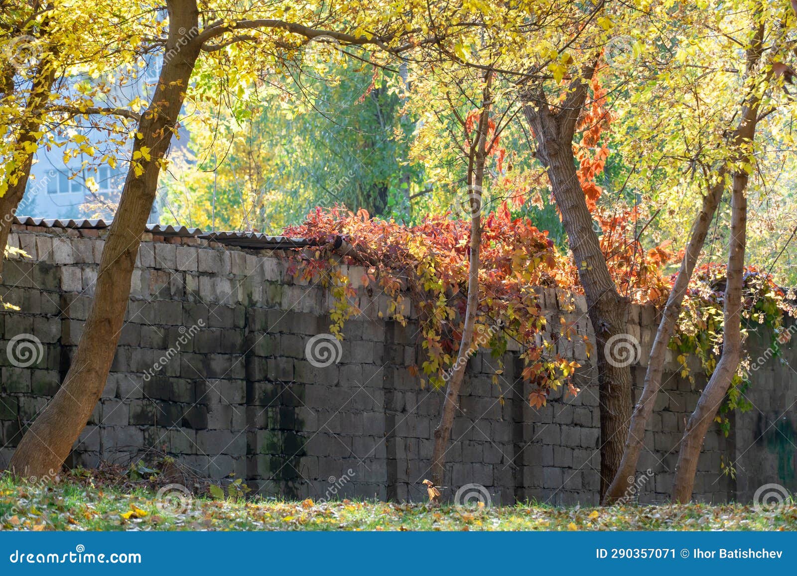 Red Leaves of Creeping Wild Maiden Grapes in Autumn. Stock Image ... Red Leaves of Creeping Wild Maiden Grapes in Autumn. Stock Image ...