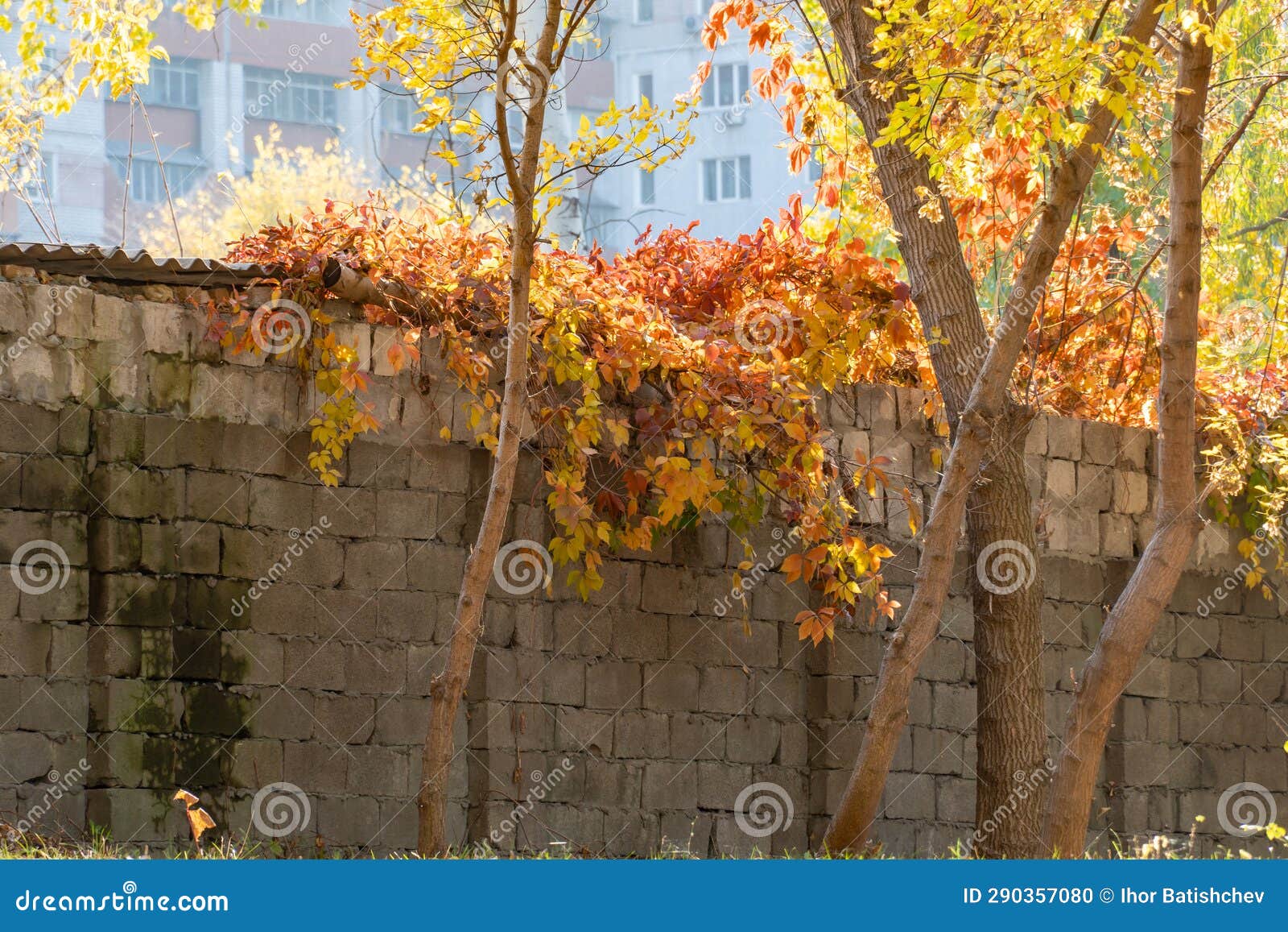 Red Leaves of Creeping Wild Maiden Grapes in Autumn. Stock Photo ... Red Leaves of Creeping Wild Maiden Grapes in Autumn. Stock Photo ...