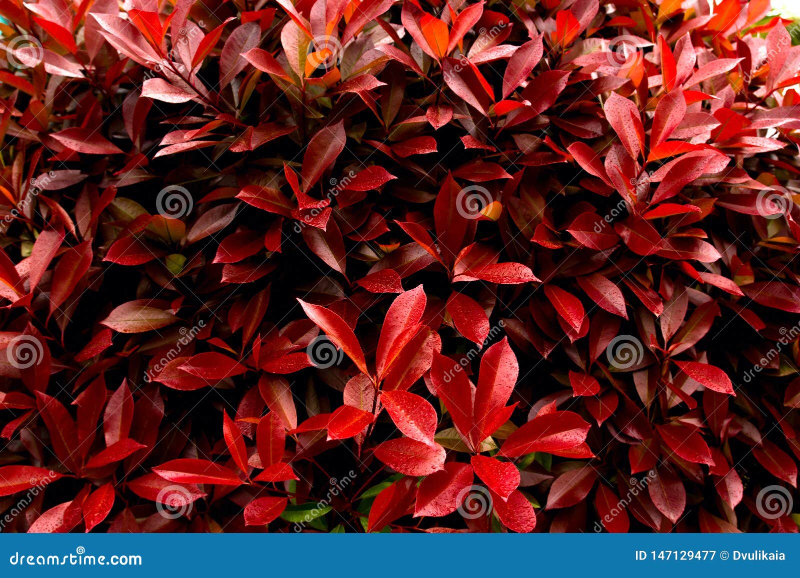 Natural Red Leaves Texture for a Background Stock Image - Image of ...
