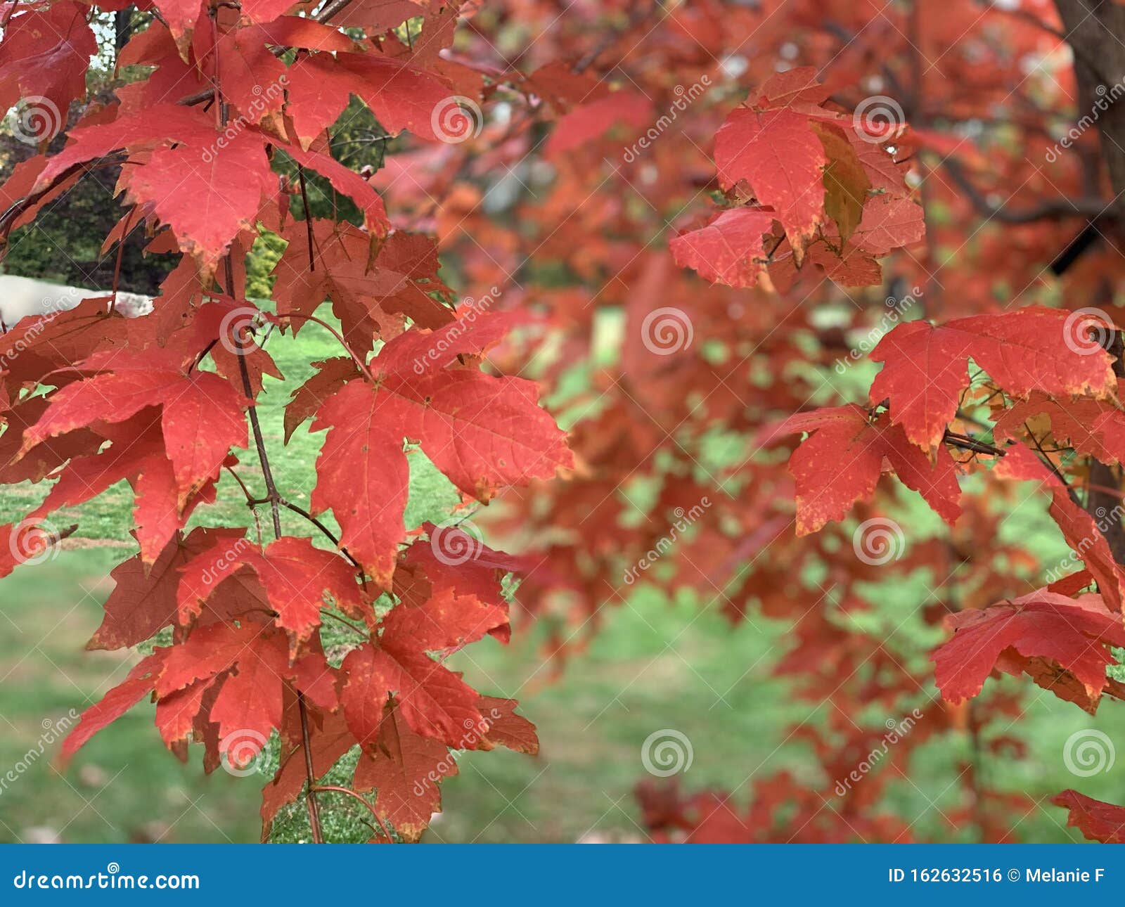Red leaves on fall tree stock photo. Image of fall, seasonal - 162632516