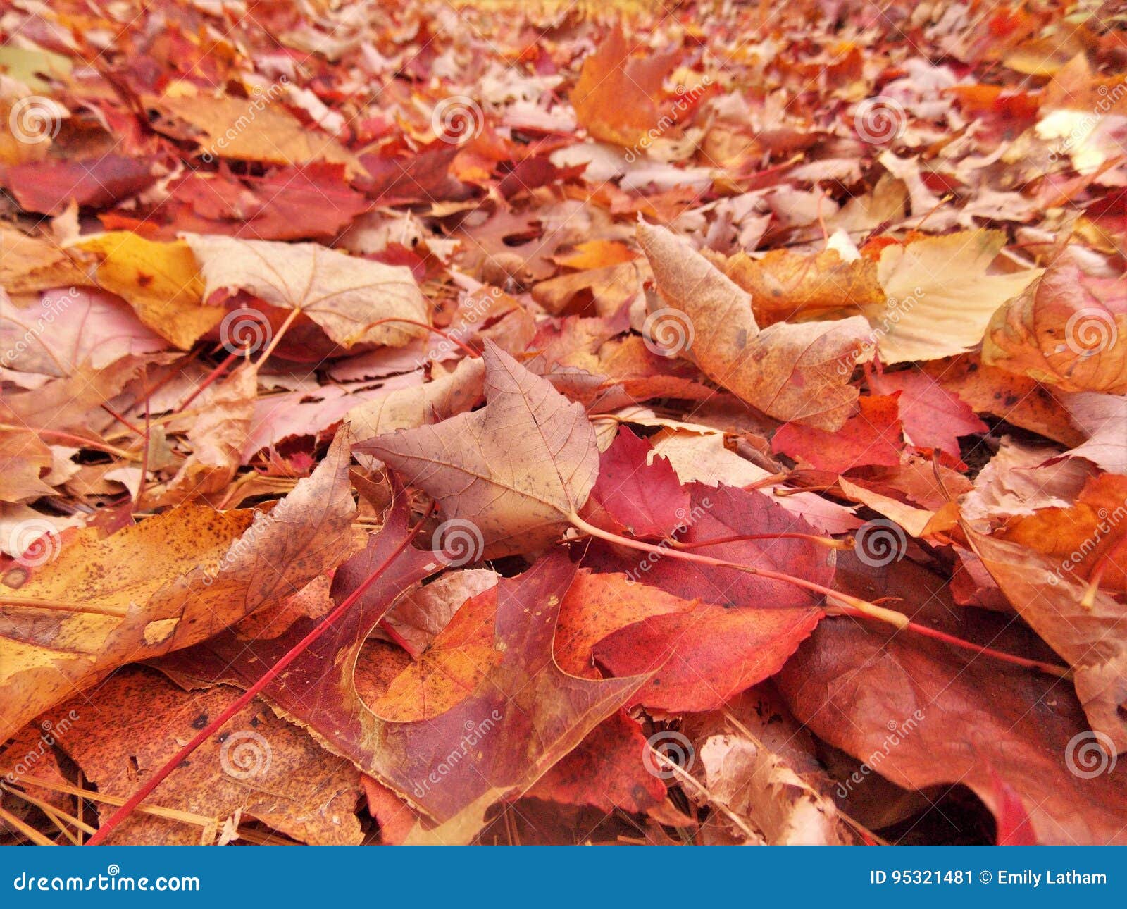 Red Leaves stock image. Image of nature, fall, texure - 95321481