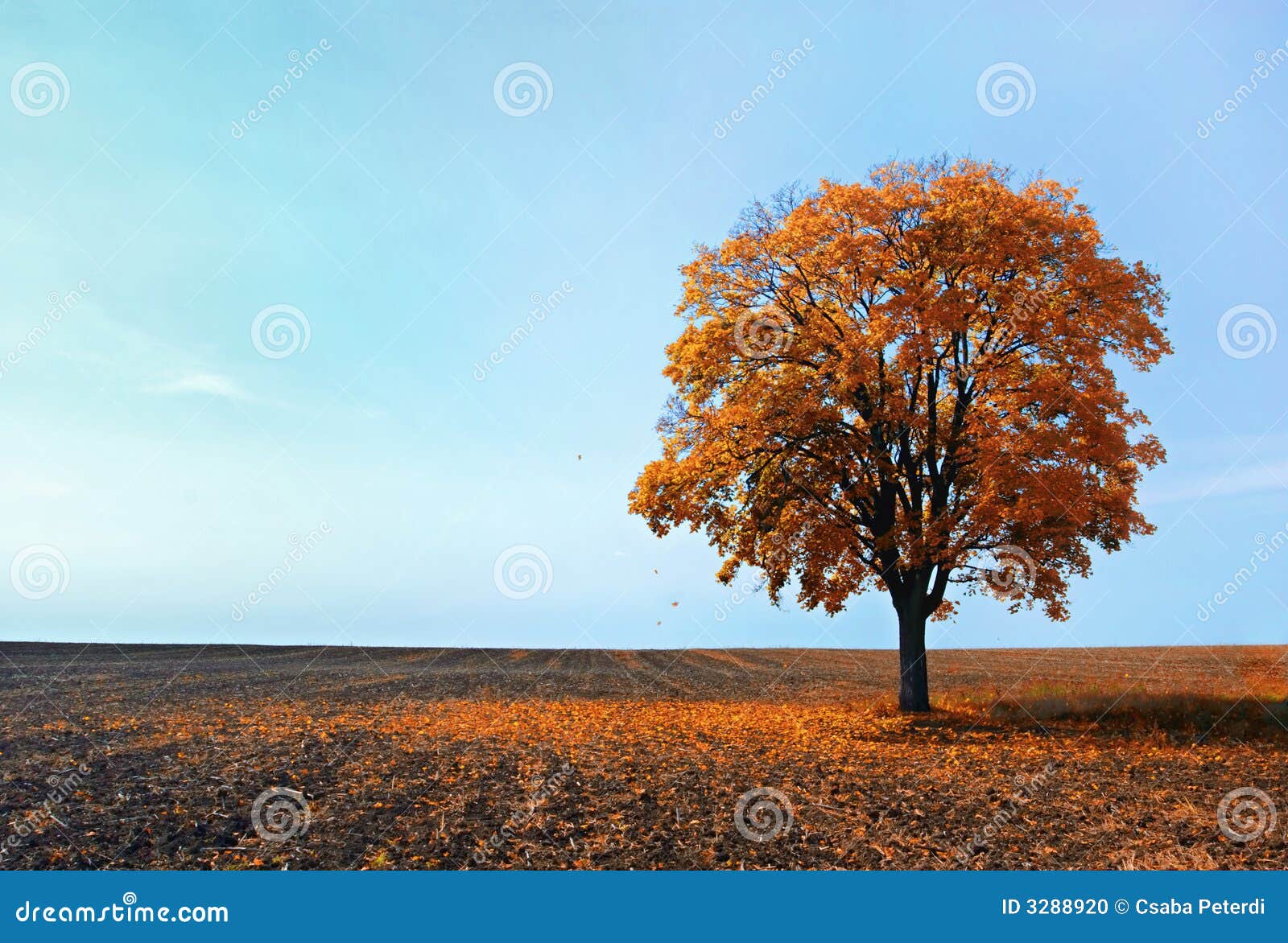 Red leaves falling stock photo. Image of cloudscape, leaves - 3288920