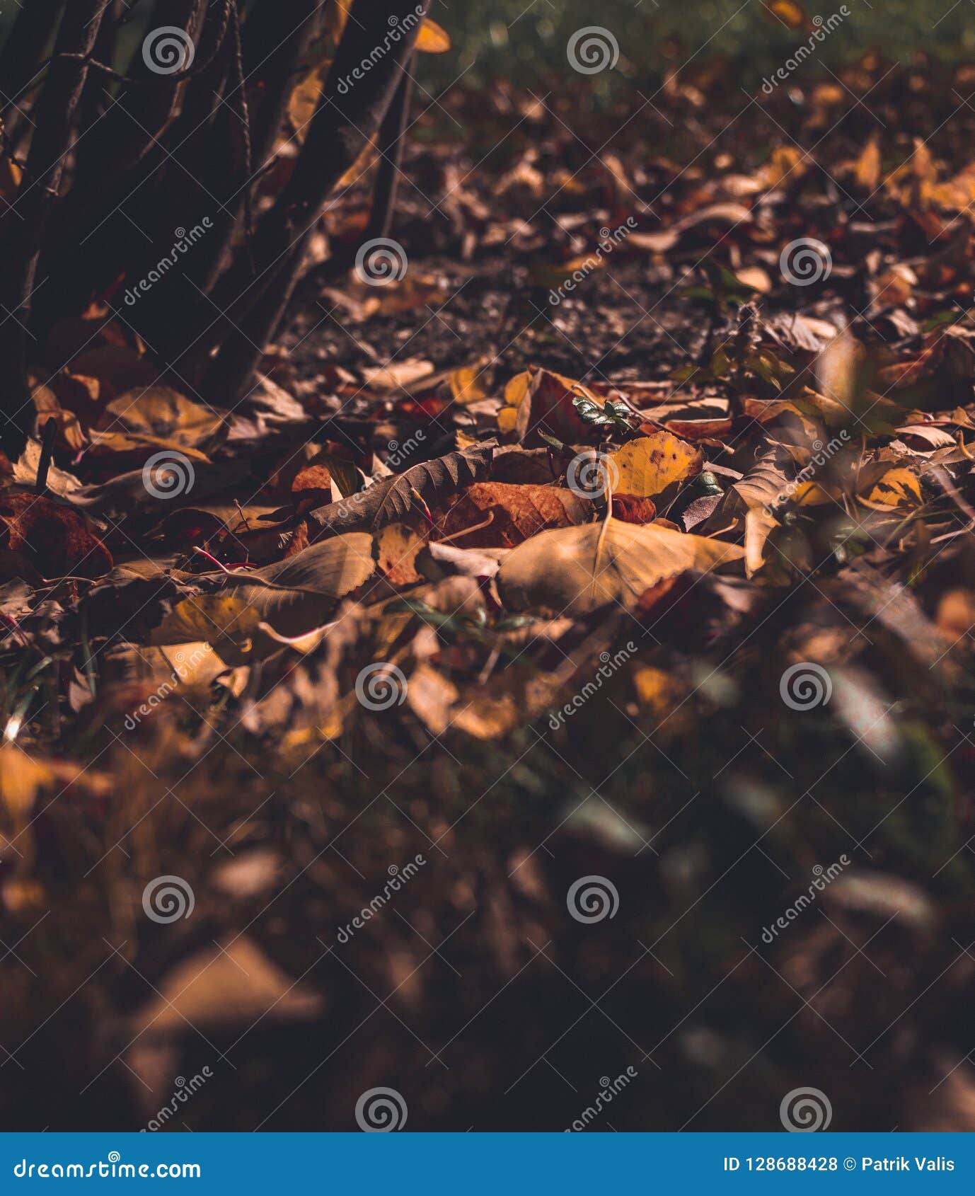 Red Leaves Falling Out of the Tree. Stock Photo - Image of bright ...
