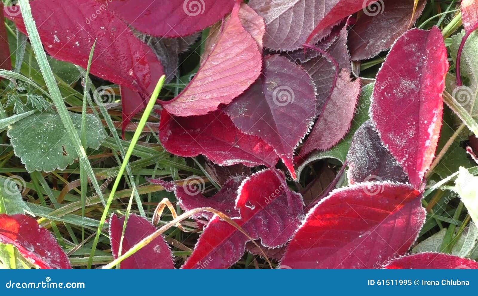 Red Leaves Falling from Trees Stock Video - Video of frost, wind: 61511995