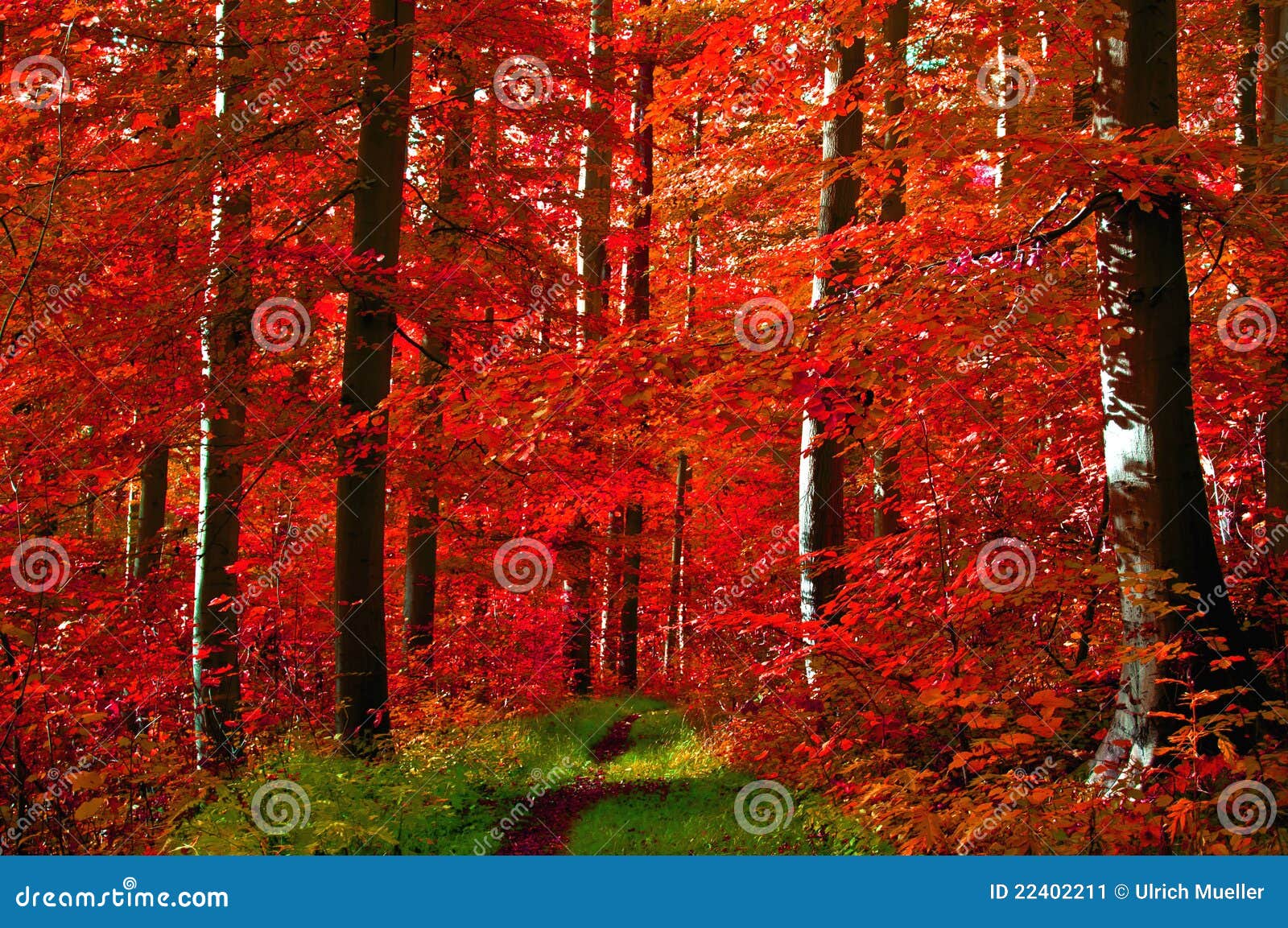 Red leaves forest stock image. Image of nature, tree - 22402211