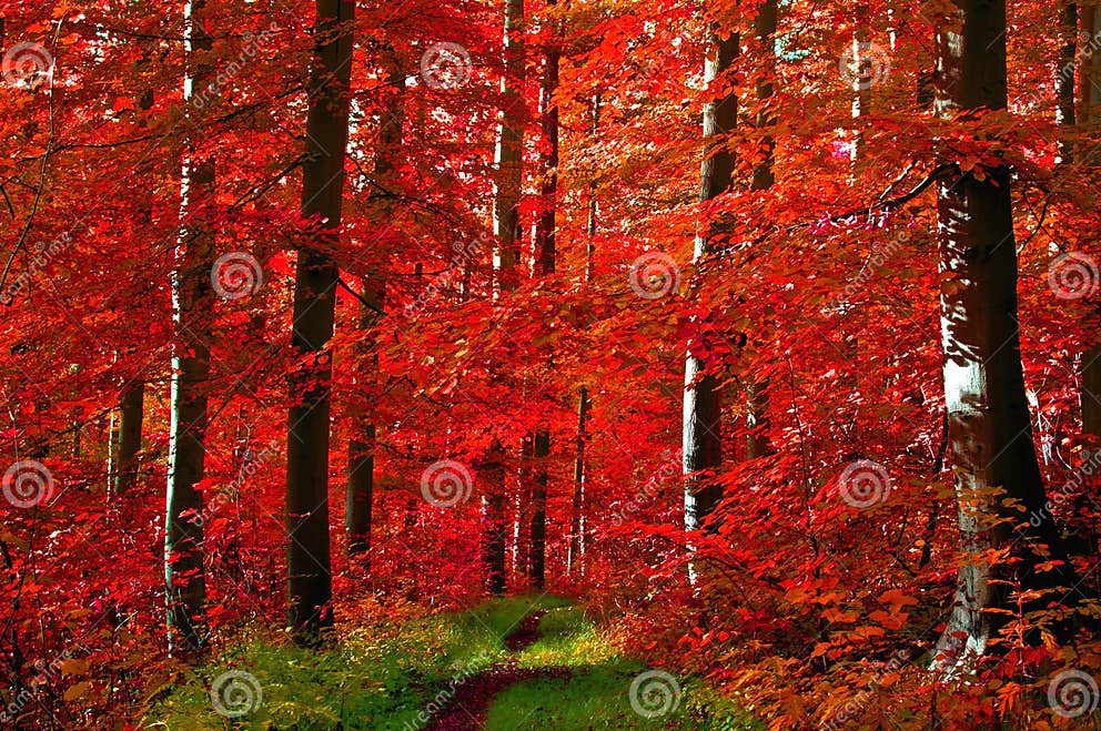 Red leaves forest stock image. Image of nature, tree - 22402211