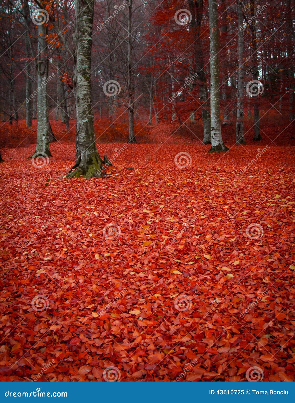 Red leaves forest stock image. Image of magic, mood, elegant - 43610725