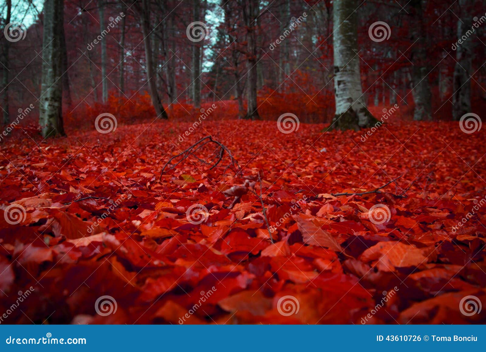 Red leaves forest stock photo. Image of landscape, autumn - 43610726