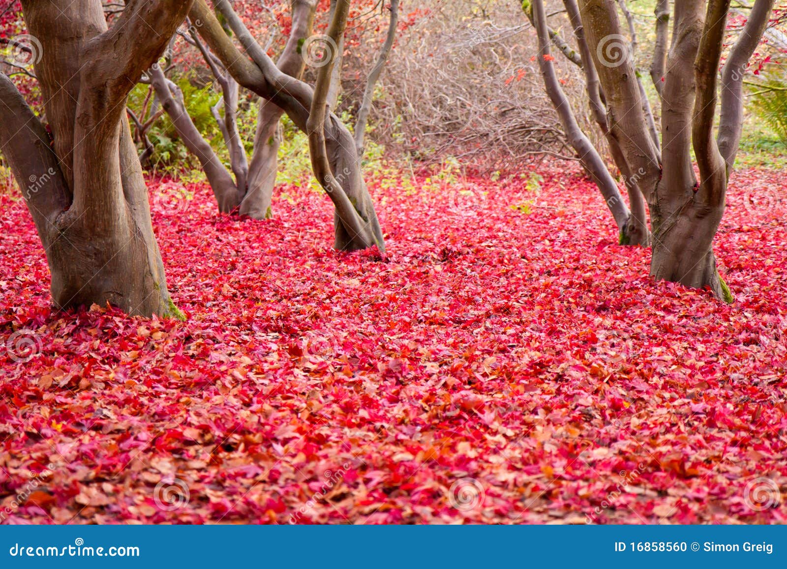 Red Leaves on the Forest Floor Stock Photo - Image of scenic, england ...