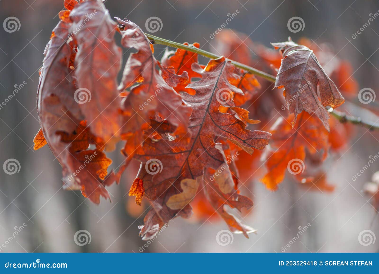 Red leaves in the forest stock photo. Image of forest - 203529418