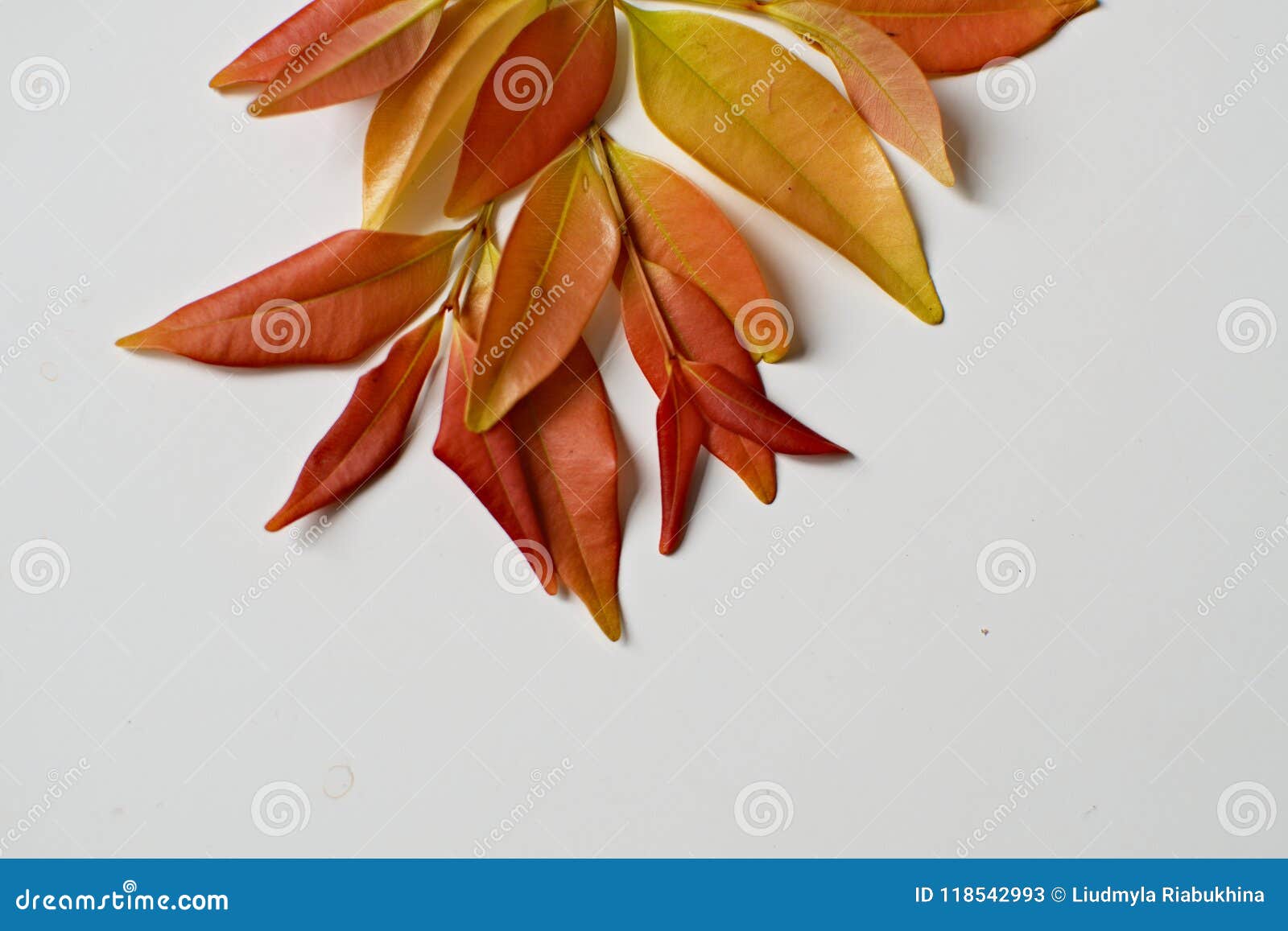 Red Leaves Frame on White Background Stock Image - Image of botanical ...