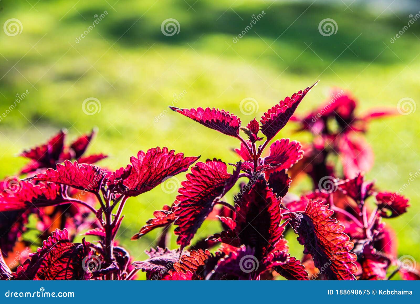 Red leaves in the garden stock image. Image of forest - 188698675