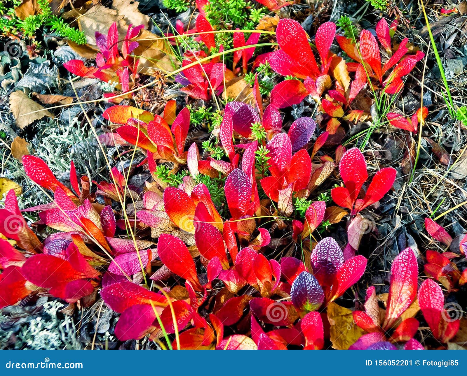 Red Leaves of Grass in Autumn. Forest Stock Image - Image of leaf ...