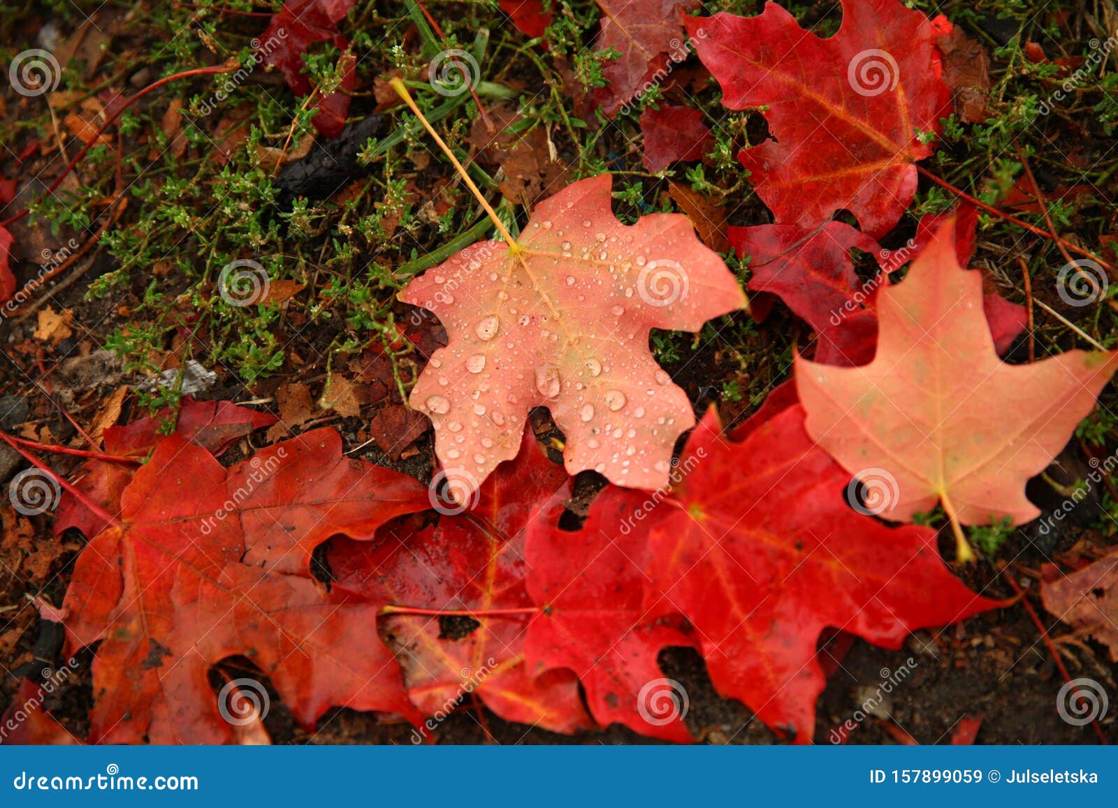Red Leaves on the Grass in the Park Stock Image - Image of view, front ...