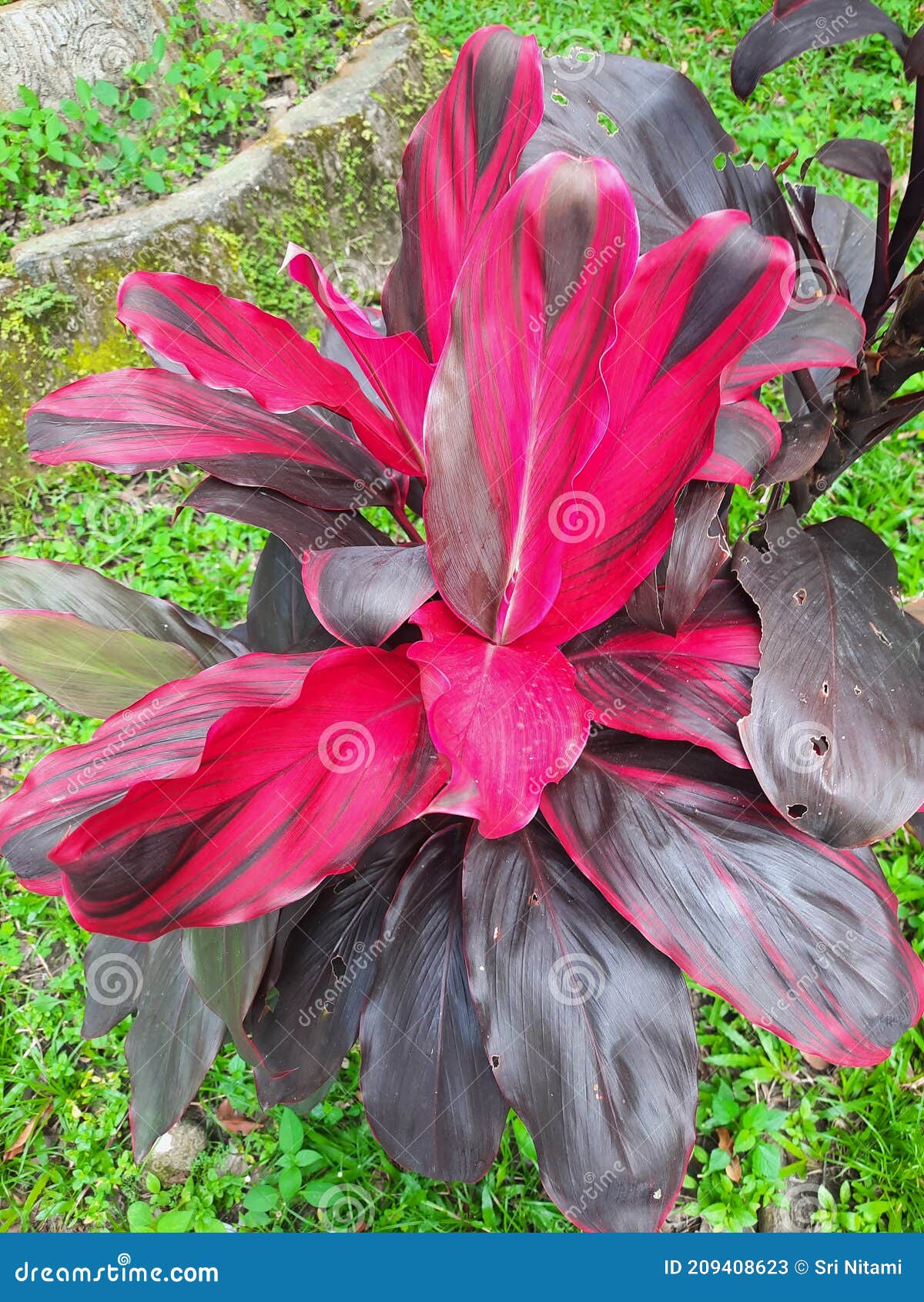 Red leaves on green grass stock image. Image of grass - 209408623