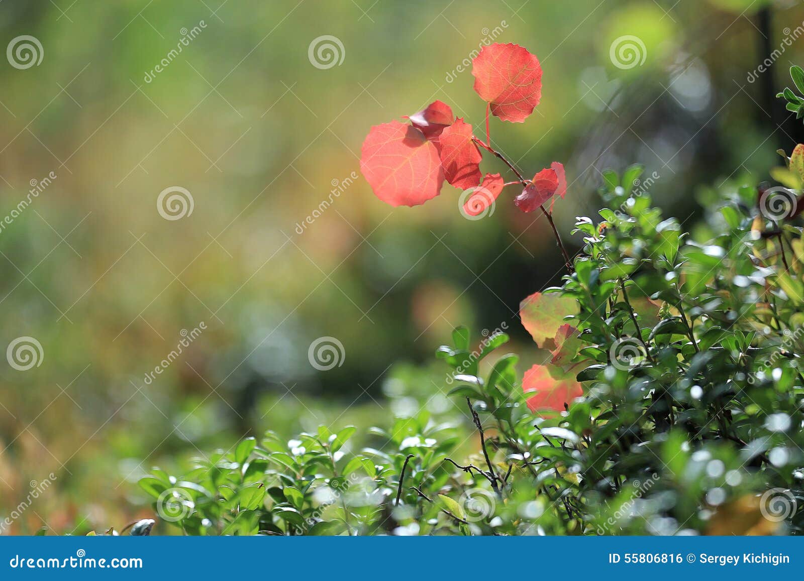 Red Leaves among Green Grass Stock Photo - Image of forest, bokeh: 55806816