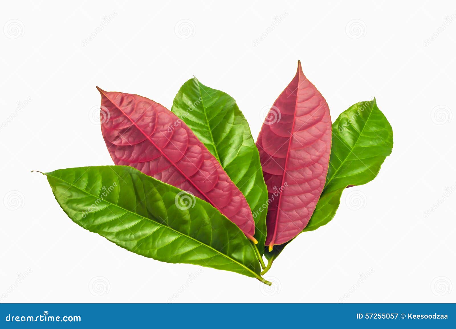 Red Leaves and Green Leaves Stock Image - Image of leaf, growth: 57255057